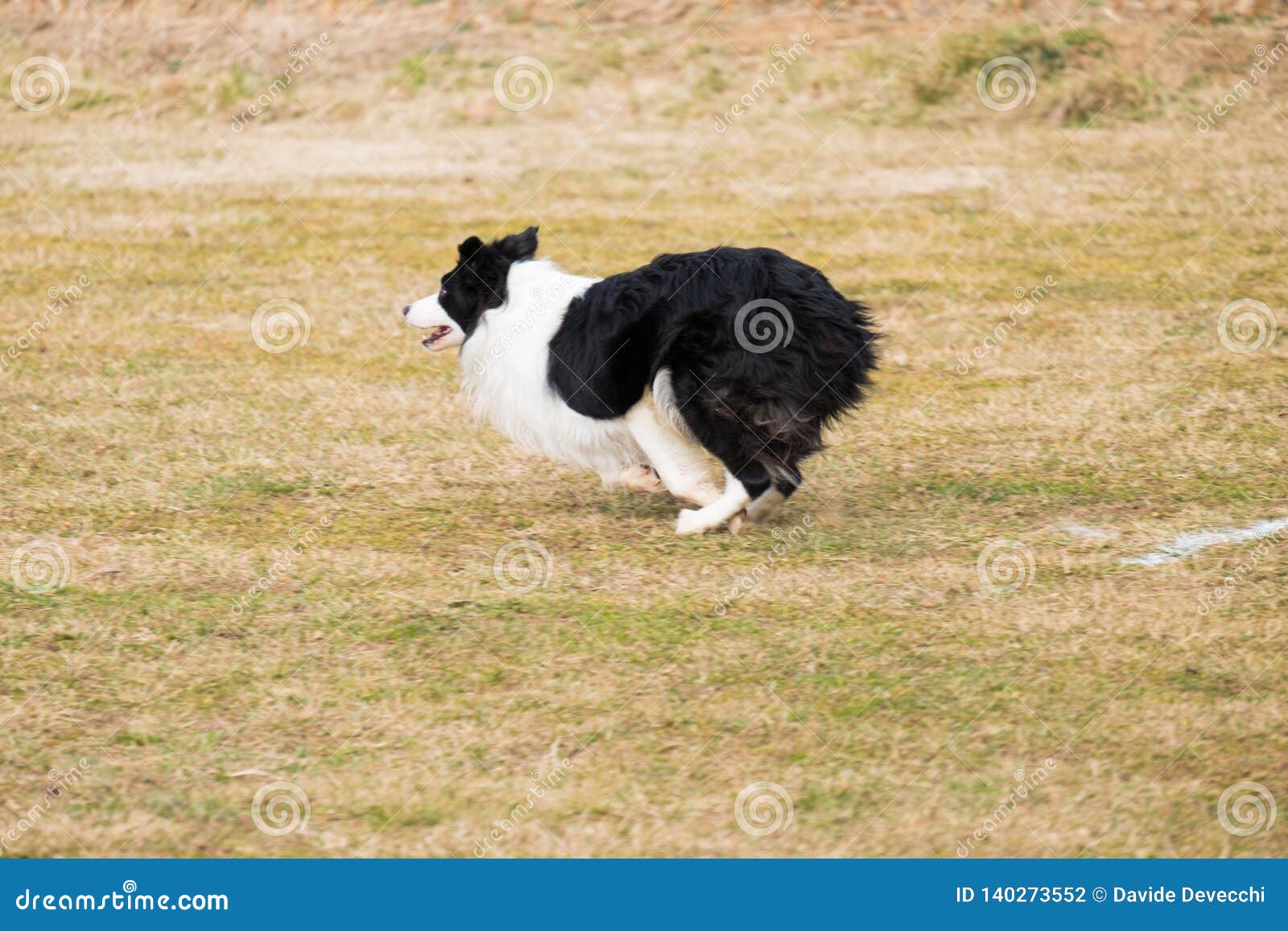 A Border Collie Shepherd is Snapping To Perform an Obedience Exercise ...