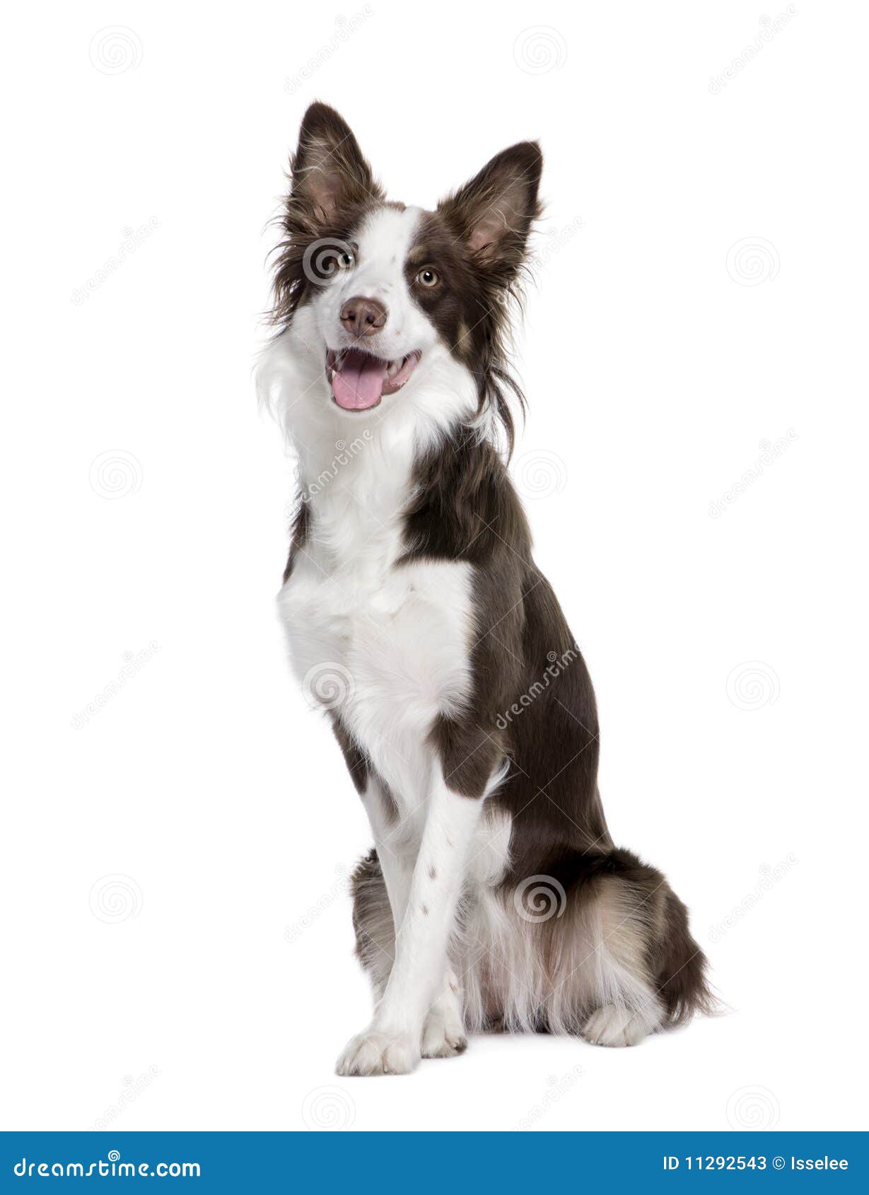 Border Collie Sitting in Front of White Background Stock Image - Image ...