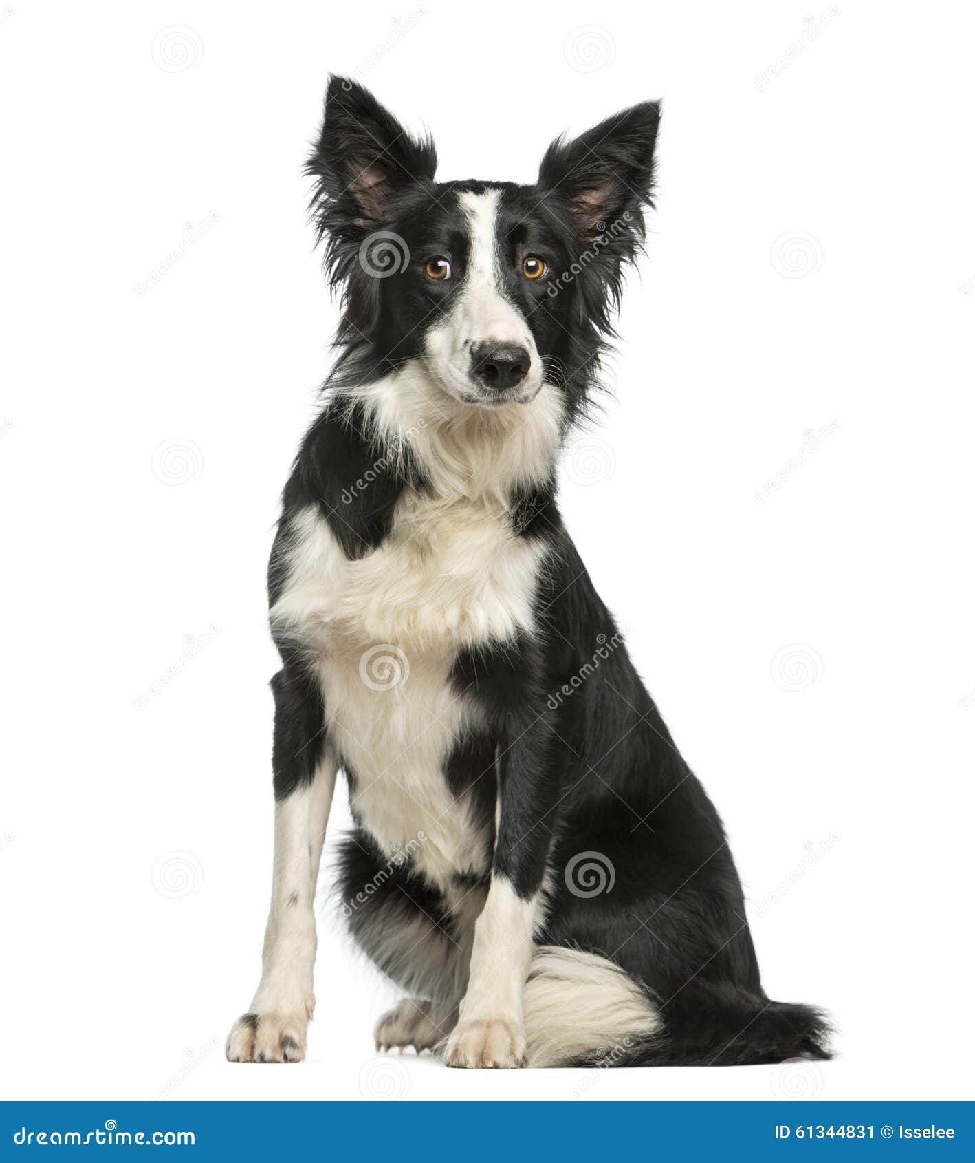 Border Collie sitting stock image. Image of collie, shot - 61344831