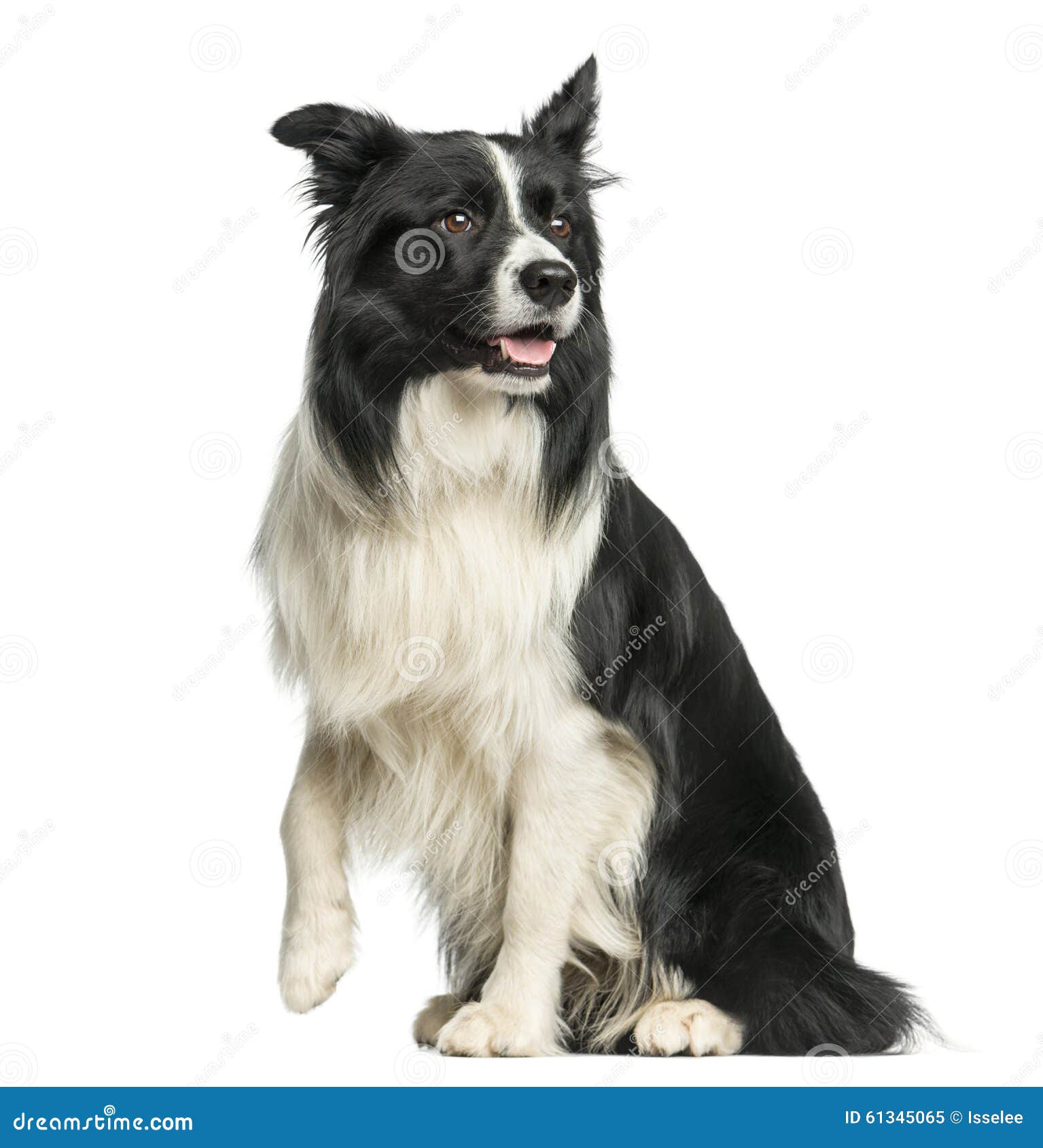 Border Collie sitting stock image. Image of studio, sitting - 61345065