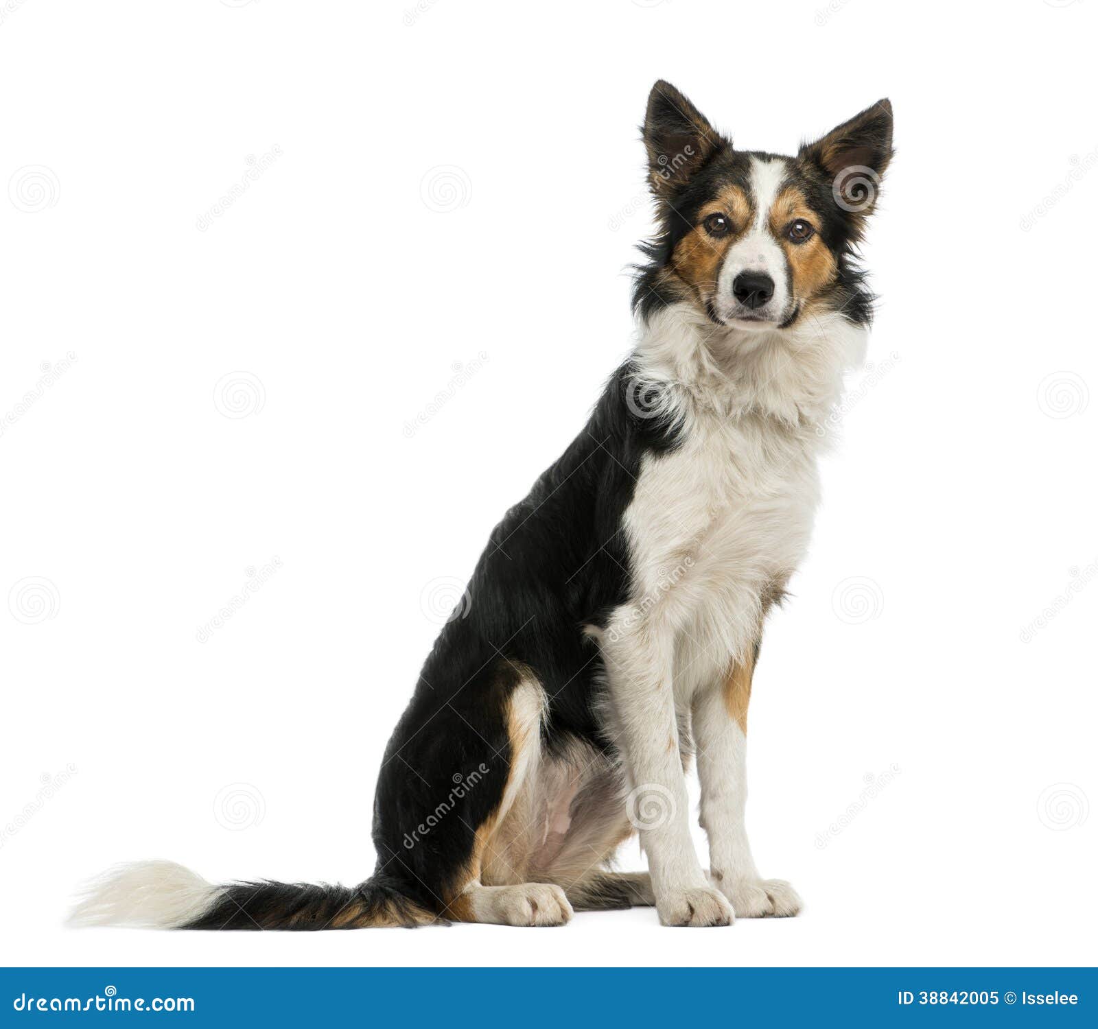 Border collie sitting stock image. Image of sitting, vertebrate - 38842005