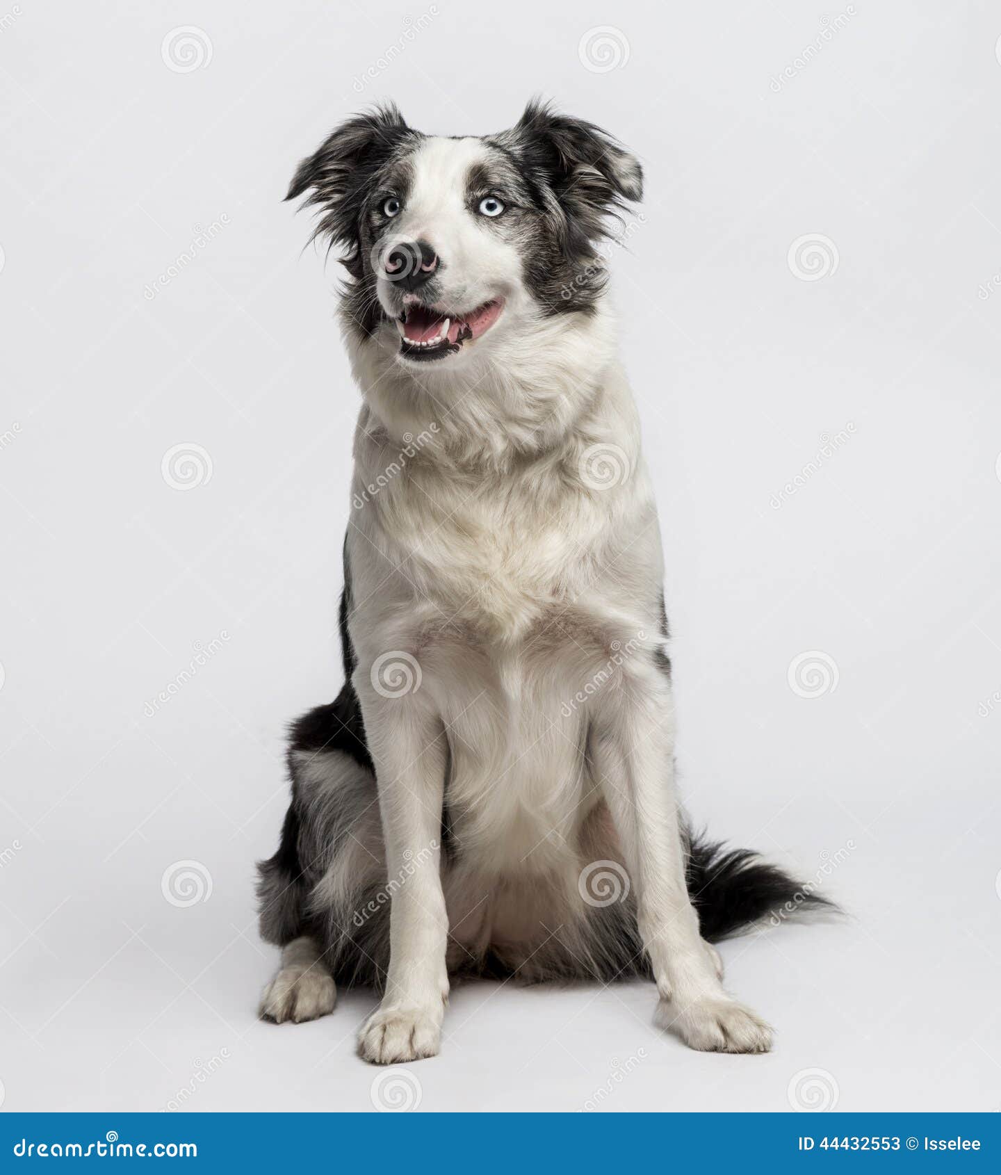 Border collie sitting stock image. Image of looking, canine - 44432553