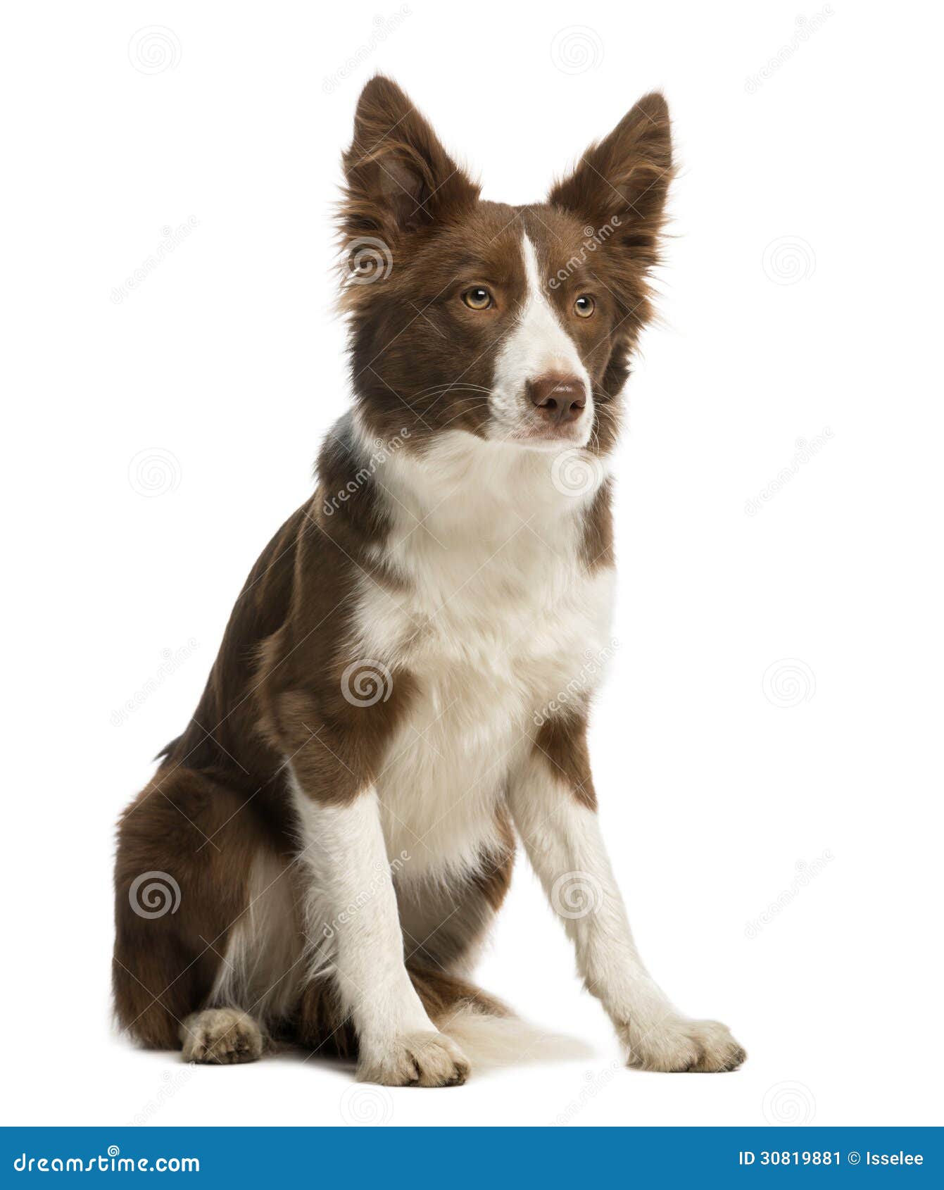 Border Collie Sitting, 7 Months Old Stock Image - Image of collie ...