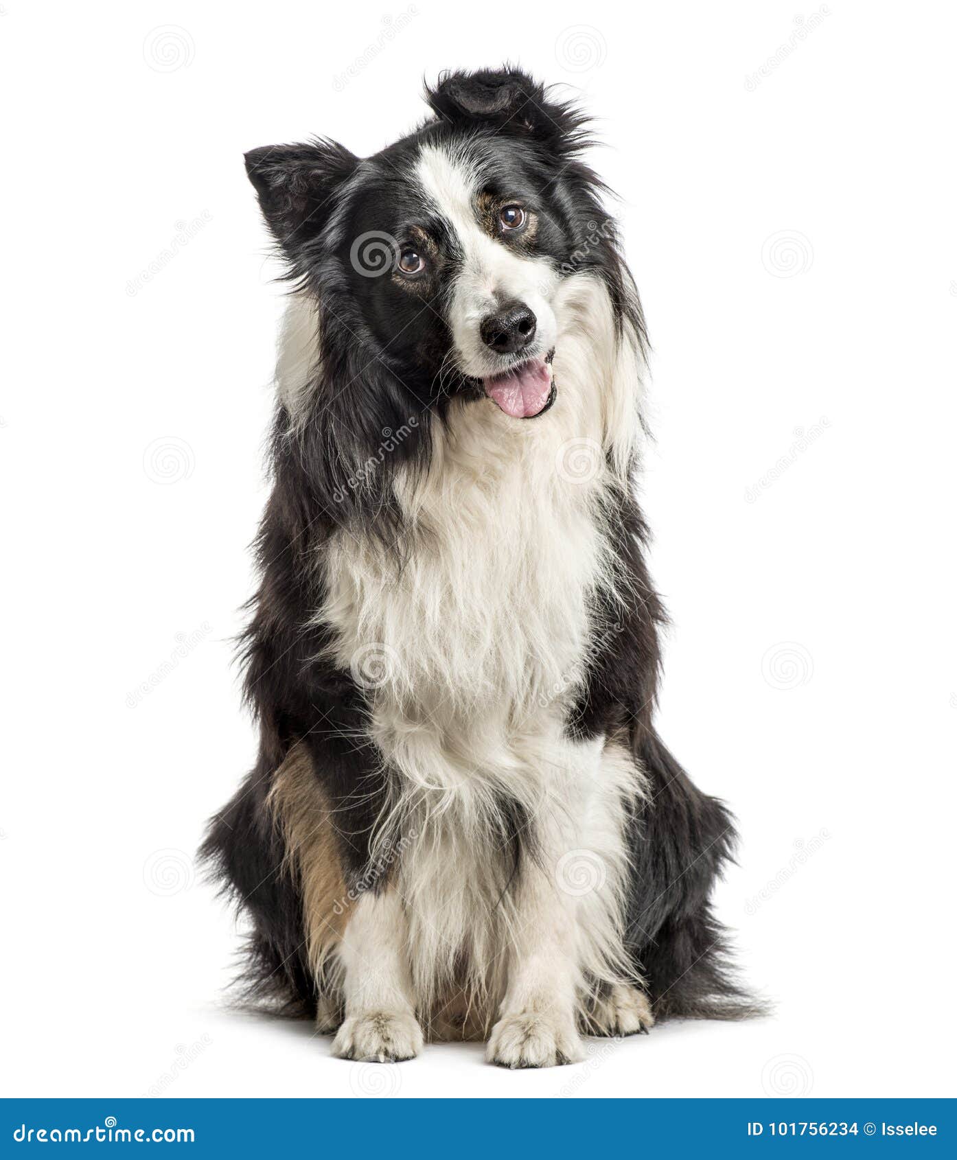 Border Collie Sitting and Panting, Isolated Stock Photo - Image of ...