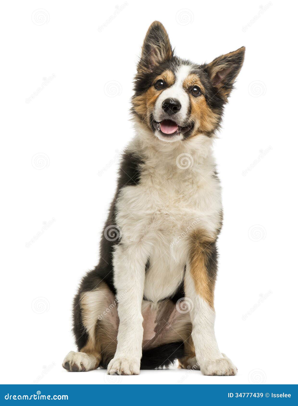 Border Collie Sitting and Panting, Isolated Stock Image - Image of ...