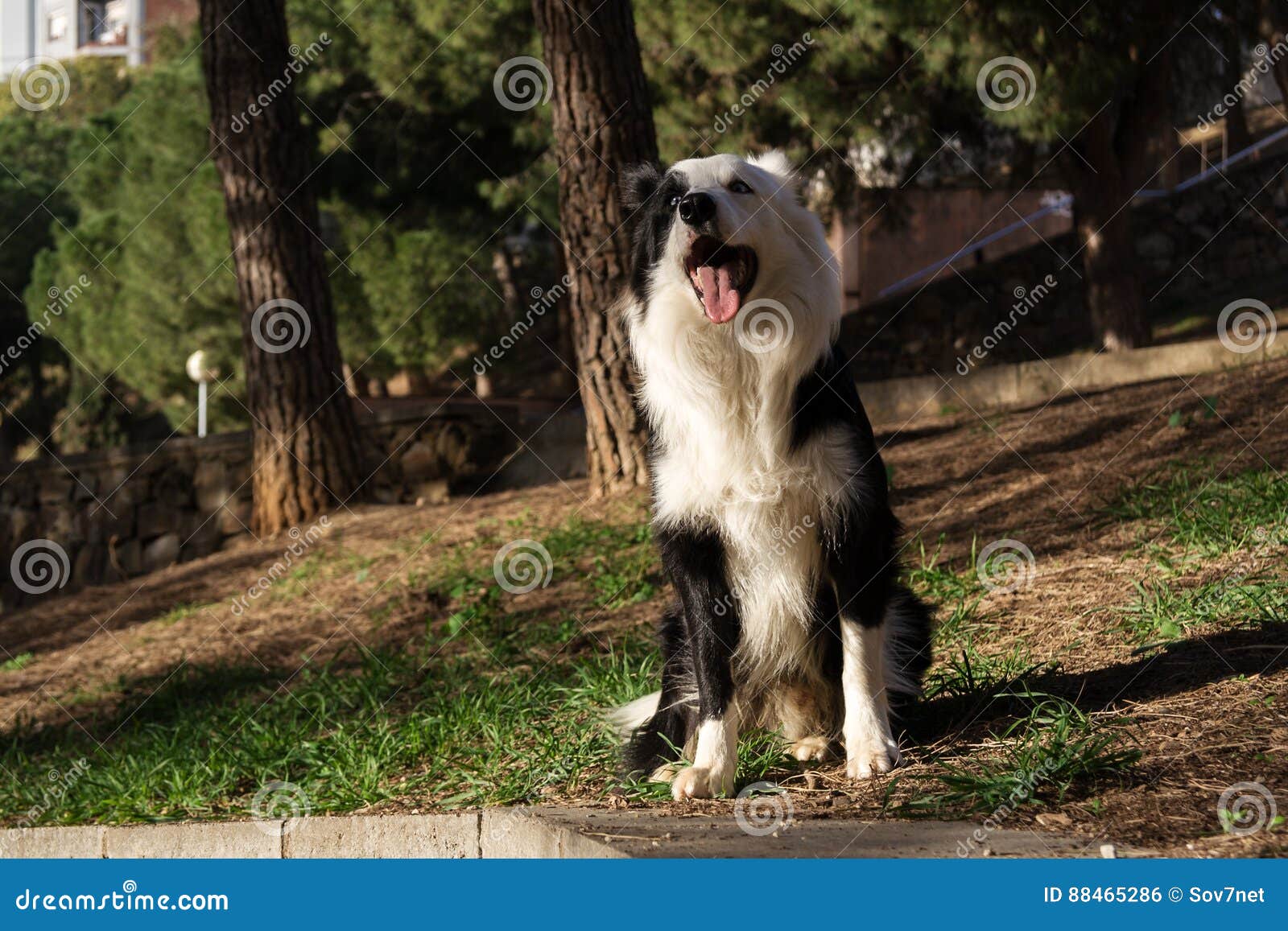 Border Collie Sitting Side by Stone Wall in the Park Stock Photo ...