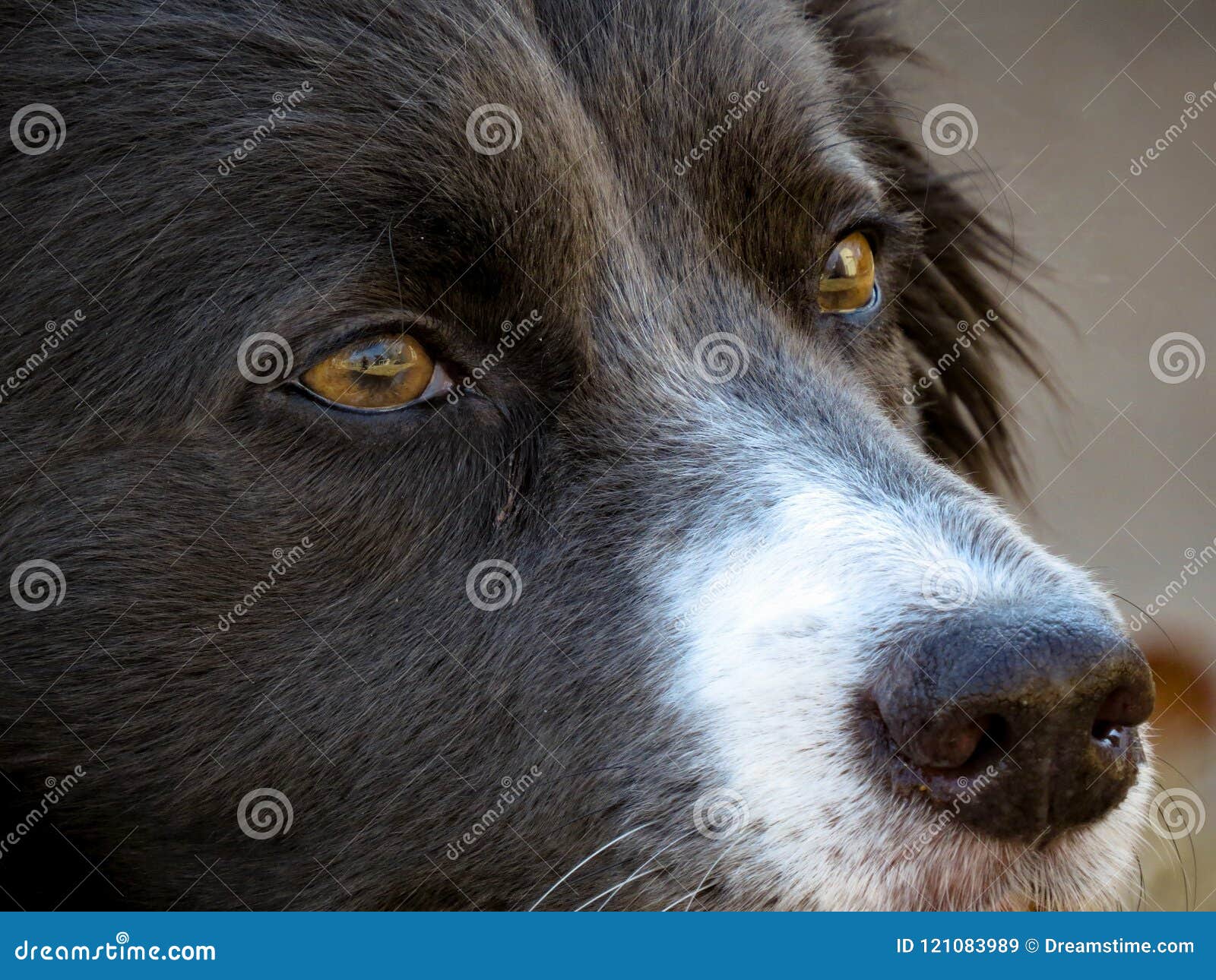 Border Collie Collie stock image. Image of stare, border - 121083989
