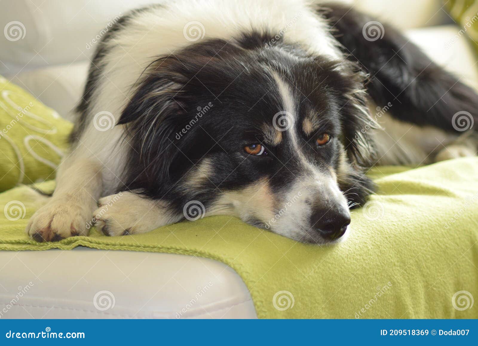 Border Collie is Sleeping on the Sofa at Home. Stock Image - Image of ...