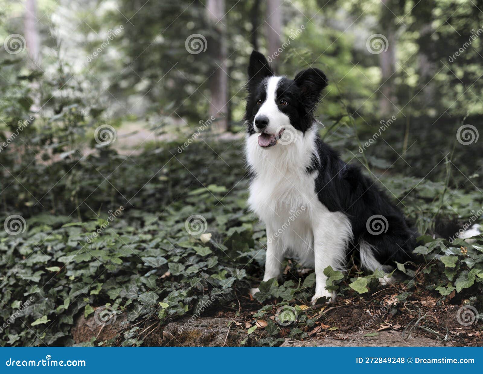 Border Collie Smile in Forest Stock Photo - Image of grass, undergrowth ...