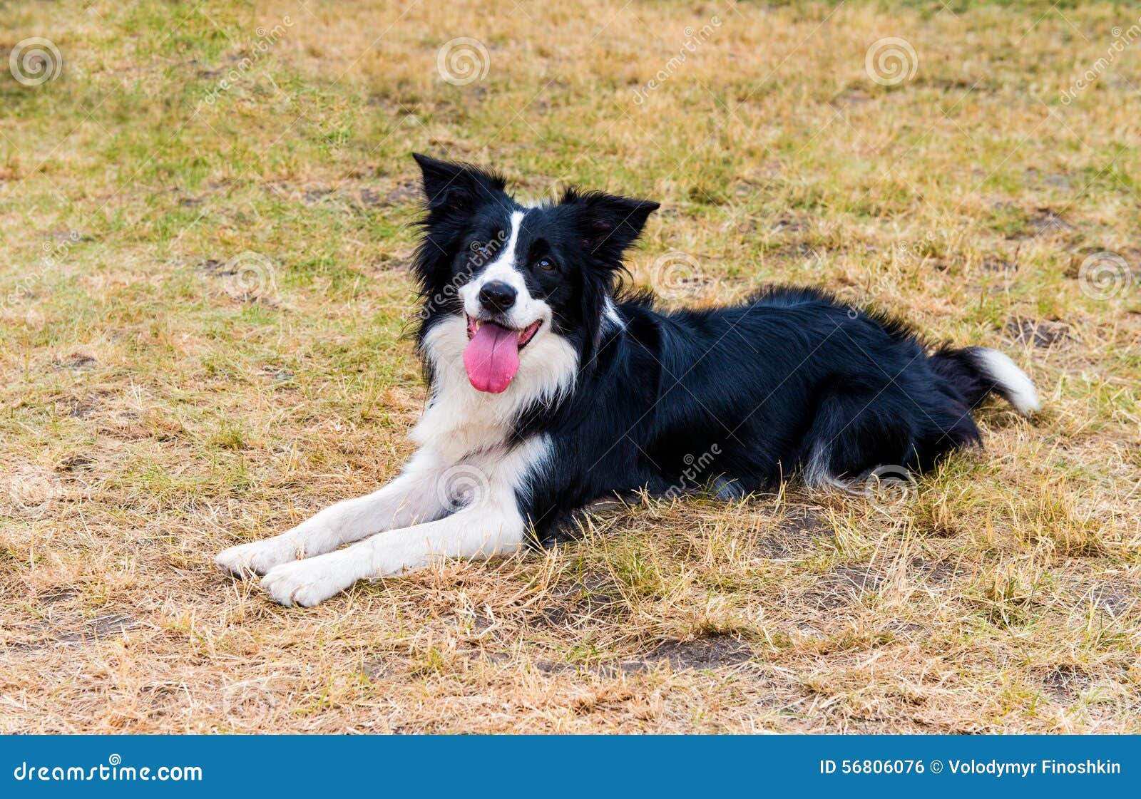 Border Collie smiles. stock photo. Image of black, herding - 56806076