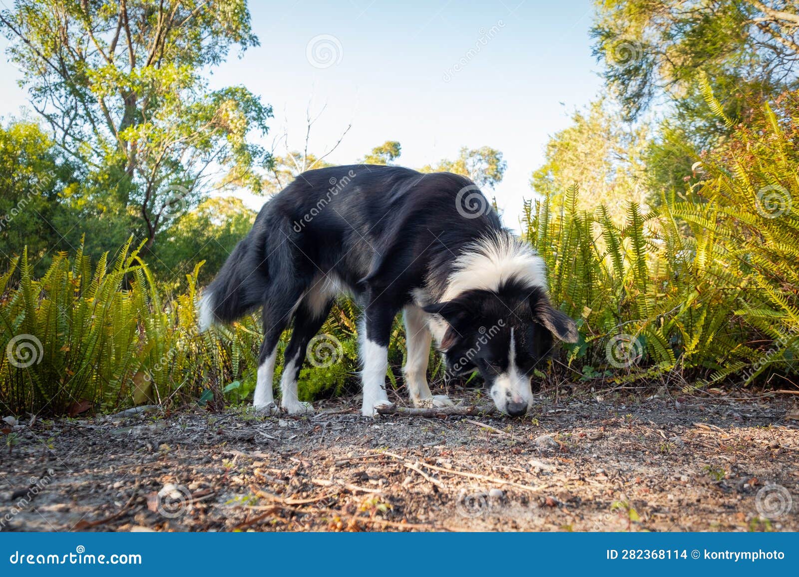 Border Collie Sniffing and Chewing Stick Stock Photo - Image of outside ...