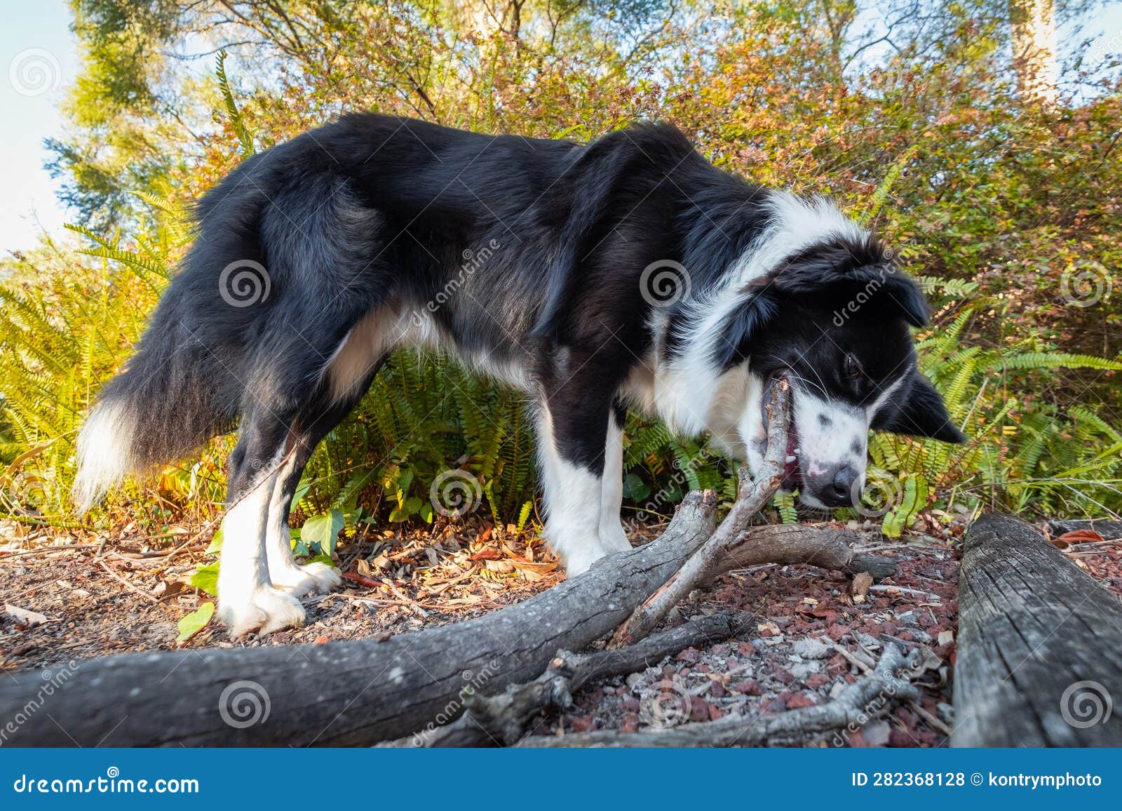 Border Collie Sniffing and Chewing Stick Stock Photo - Image of breed ...