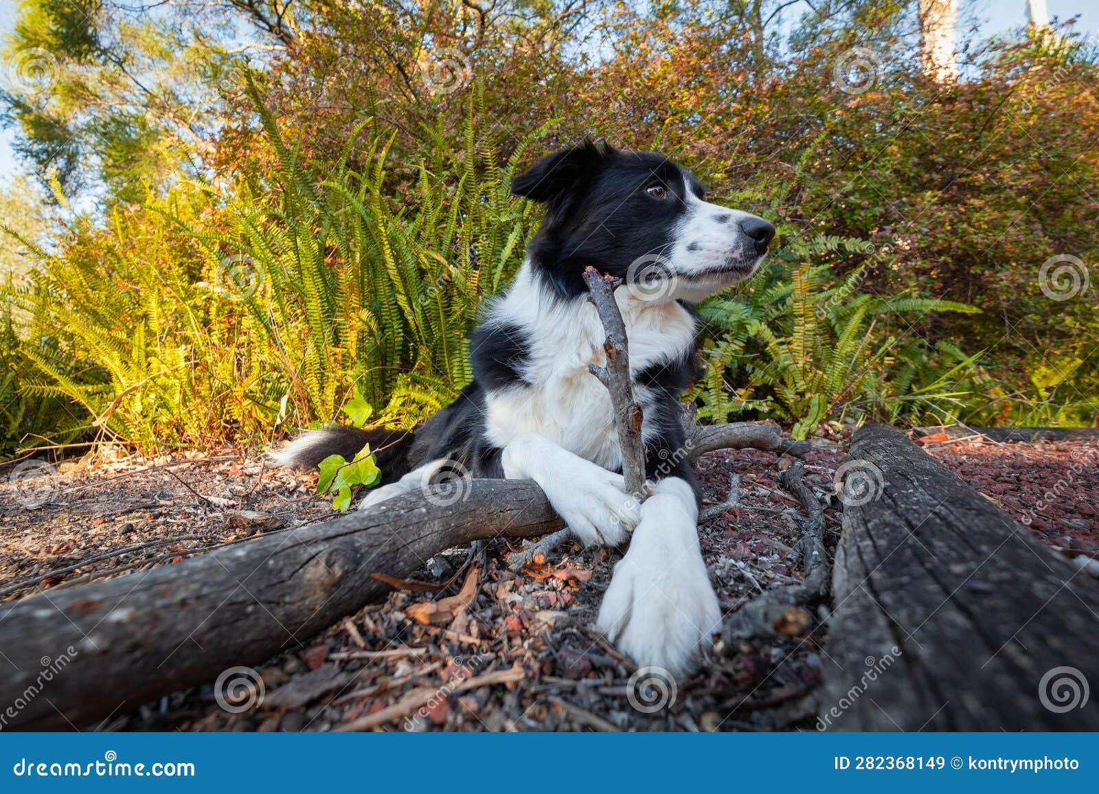 Border Collie Sniffing and Chewing Stick Stock Image - Image of green ...