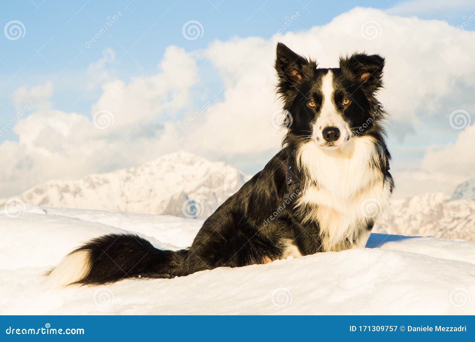 A Border Collie in the Snow Stock Image - Image of mountains, border ...