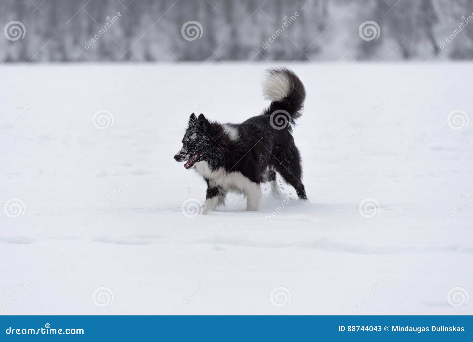 Border Collie on Snow. stock image. Image of lake, portrait - 88744043