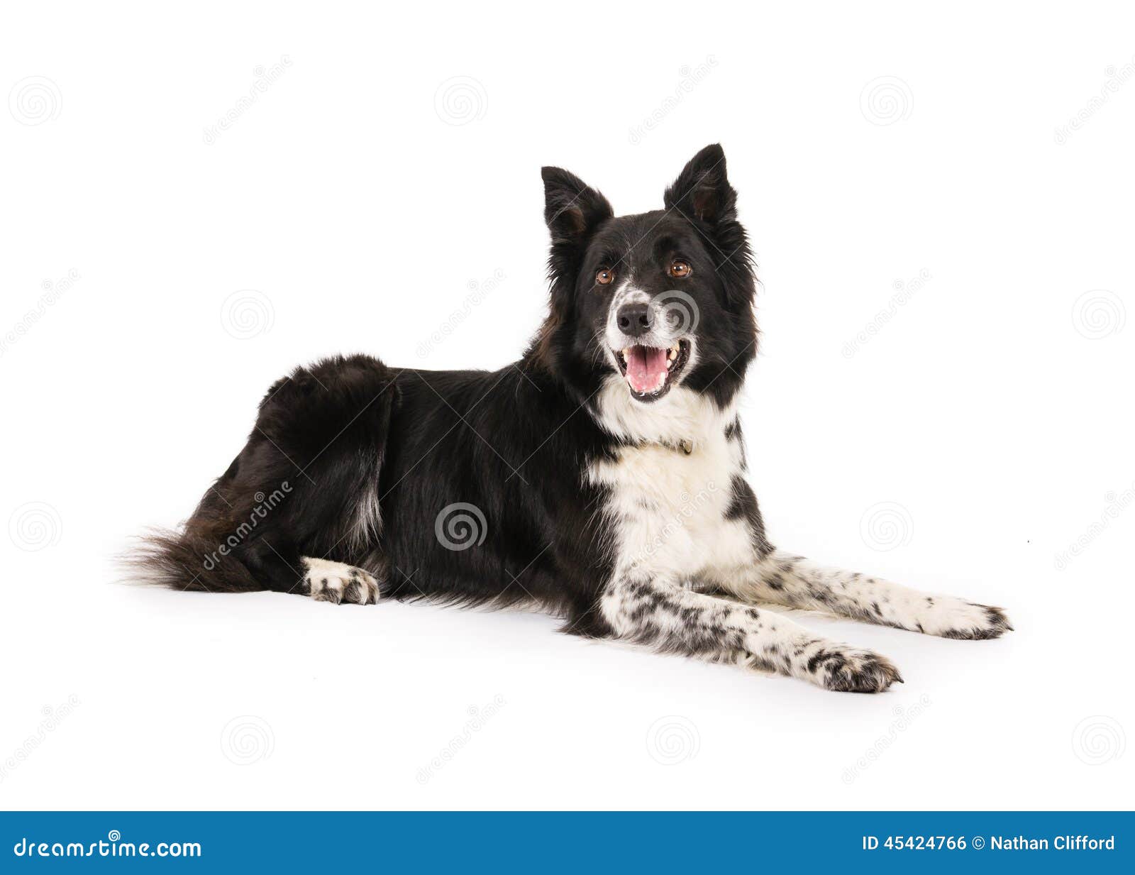 Are Border Collies Spotted