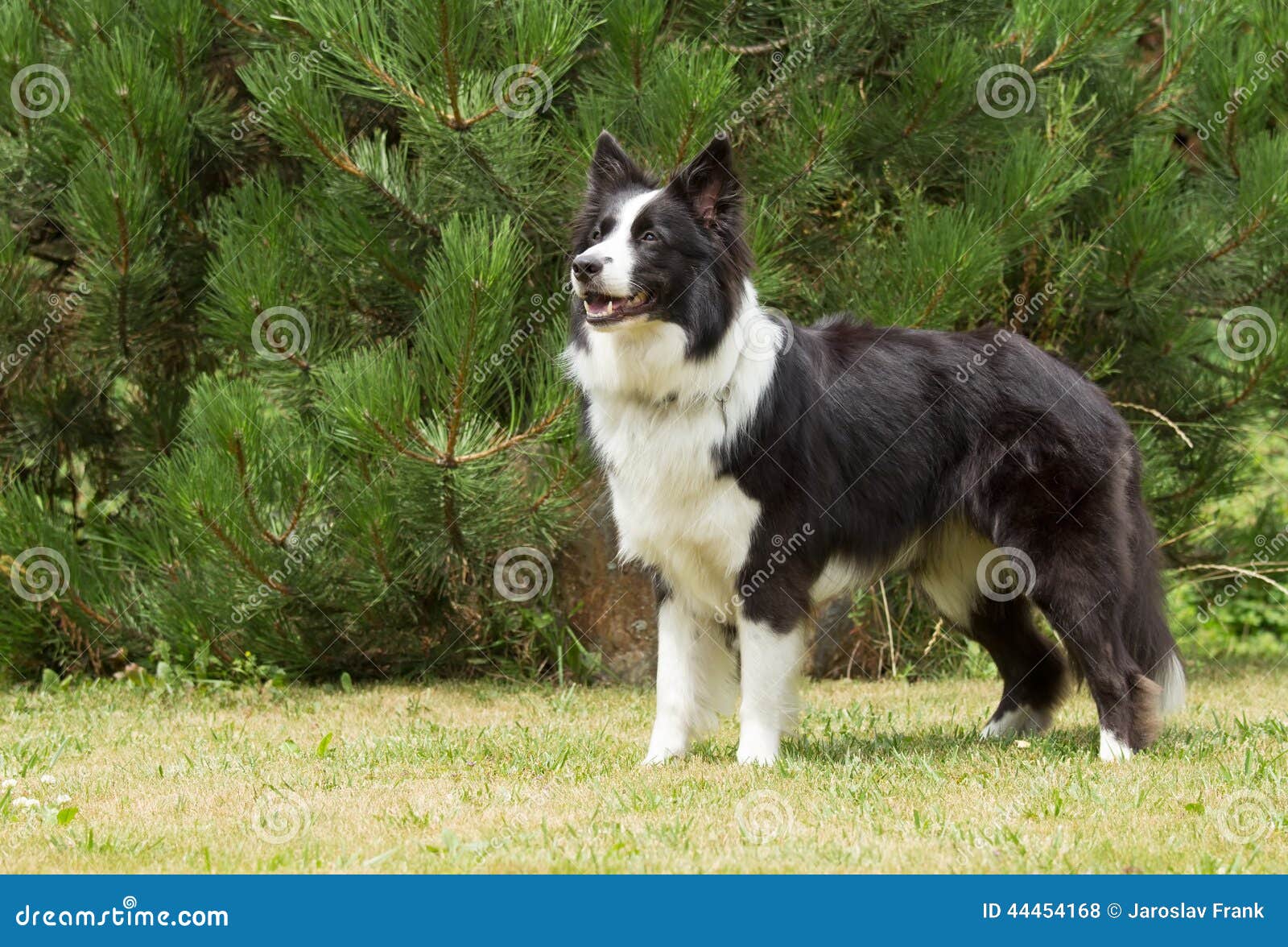 Border Collie Standing on the Lawn. Stock Photo - Image of front ...