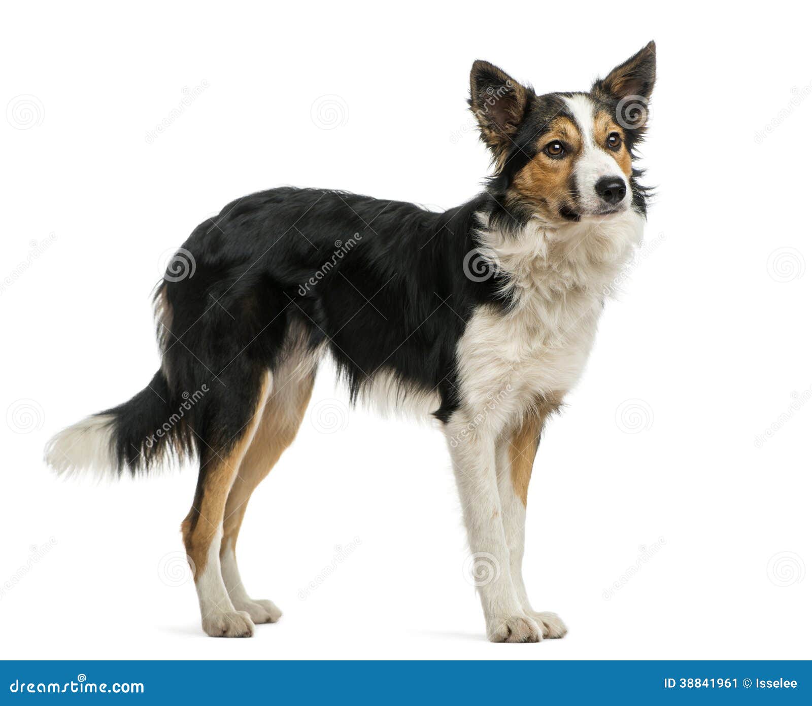 Border Collie Standing, Looking Away, Stock Image - Image of purebred ...