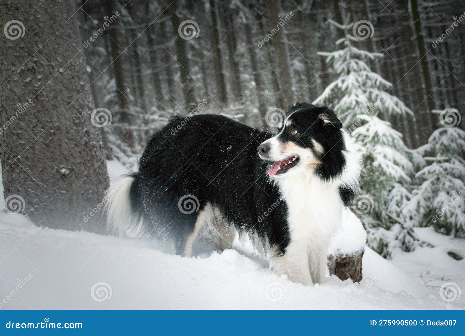 Border Collie is Standing in the Snow. Stock Photo - Image of black ...