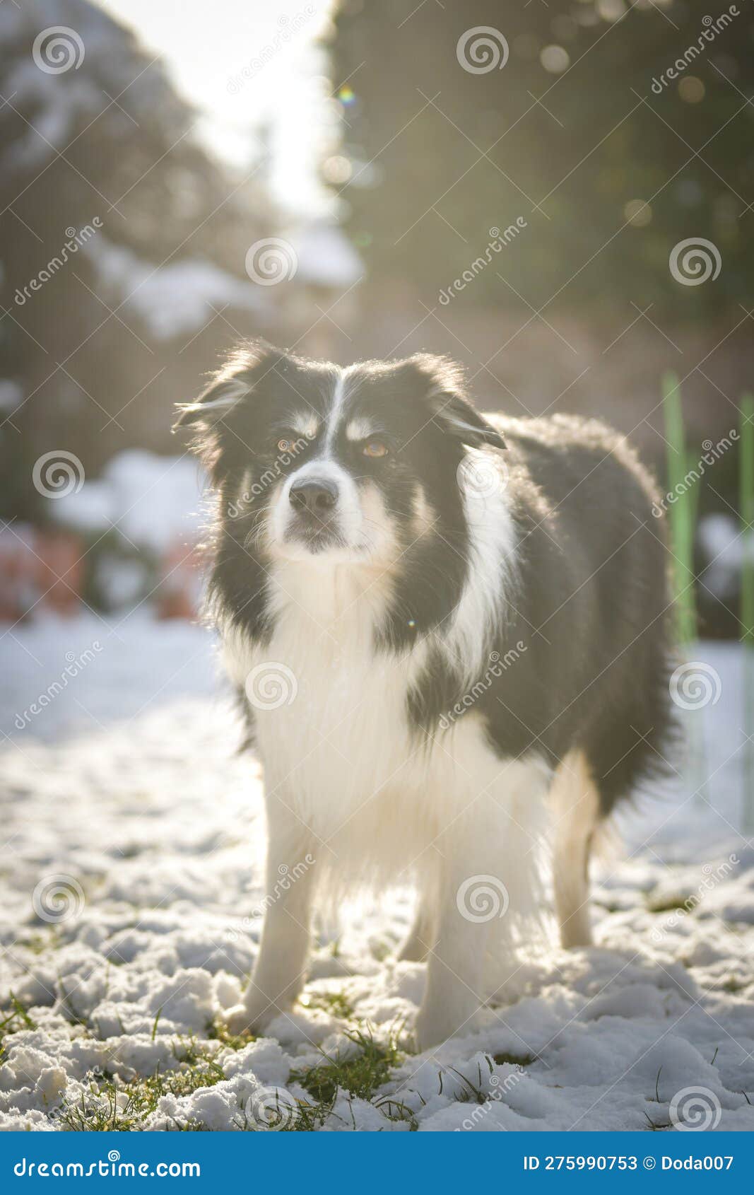 Border Collie is Standing in the Snow. Stock Image - Image of puppy ...