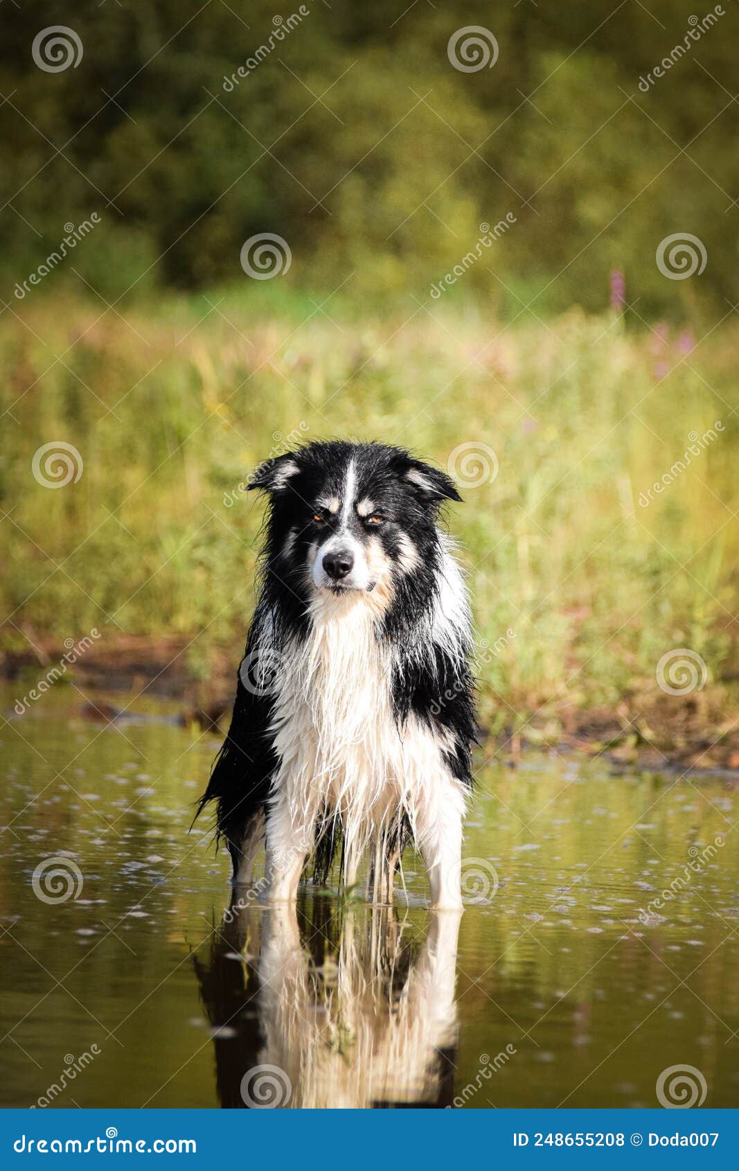 Border Collie is Standing in the Water. Stock Photo - Image of czech ...
