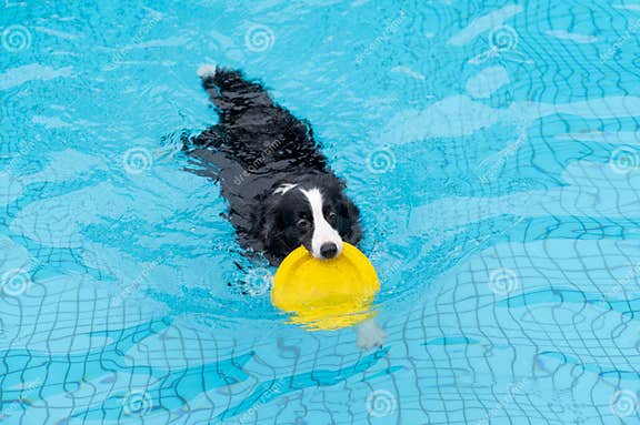 Border Collie Swimming in the Pool Stock Image - Image of shooting ...