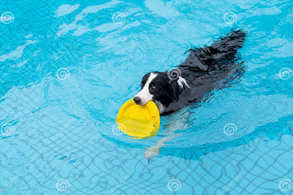 Border Collie Swimming in the Pool Stock Photo - Image of mammal ...