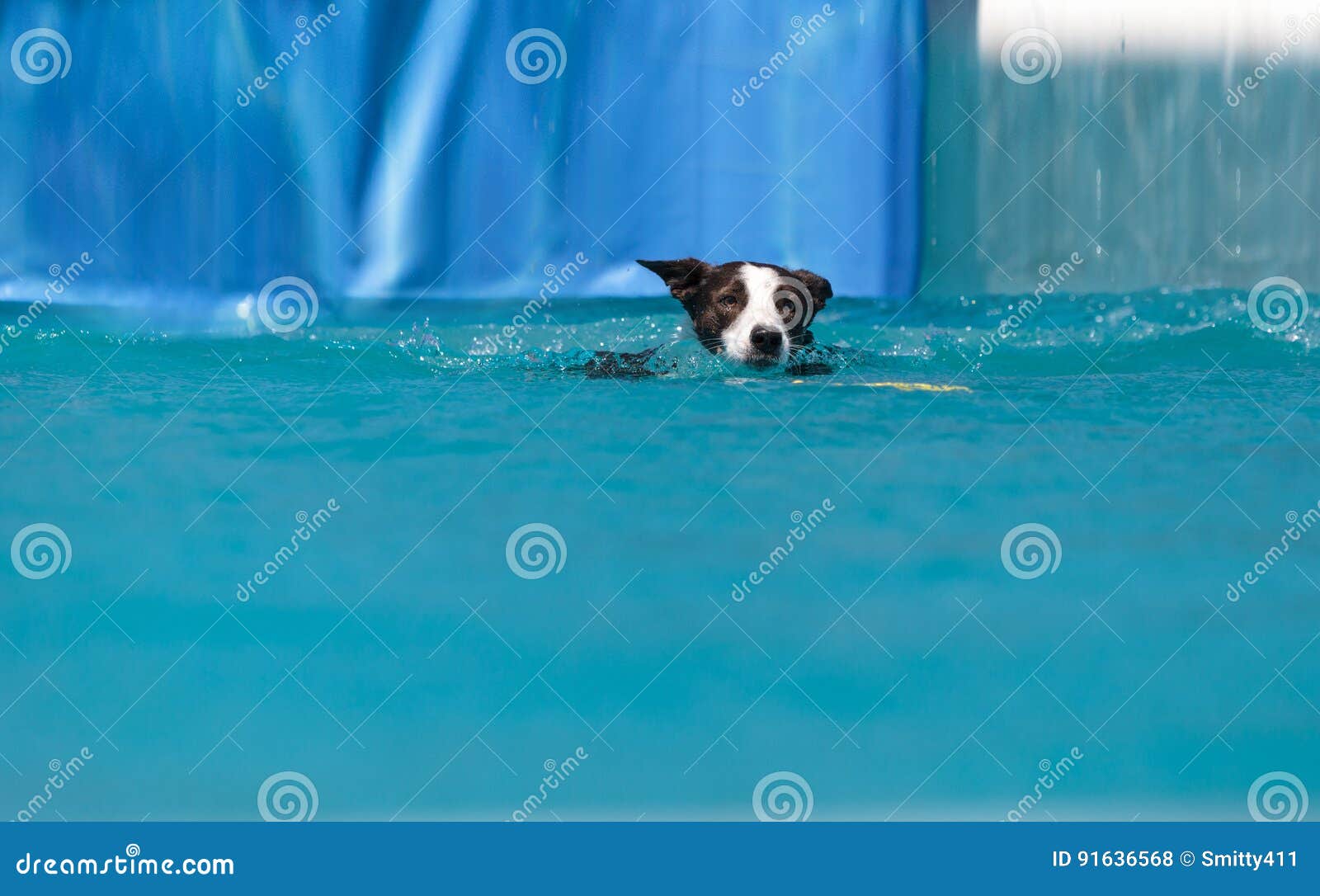 Border Collie Swims with a Toy Stock Photo - Image of athletic, mammal ...