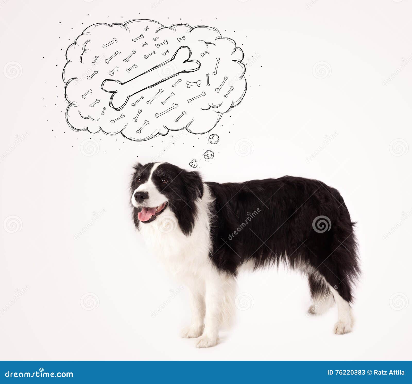 Border Collie with Thought Bubble Thinking about a Bone Stock Image ...