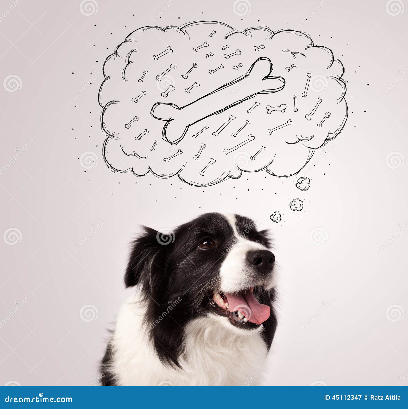 Border Collie with Thought Bubble Thinking about a Bone Stock Image ...