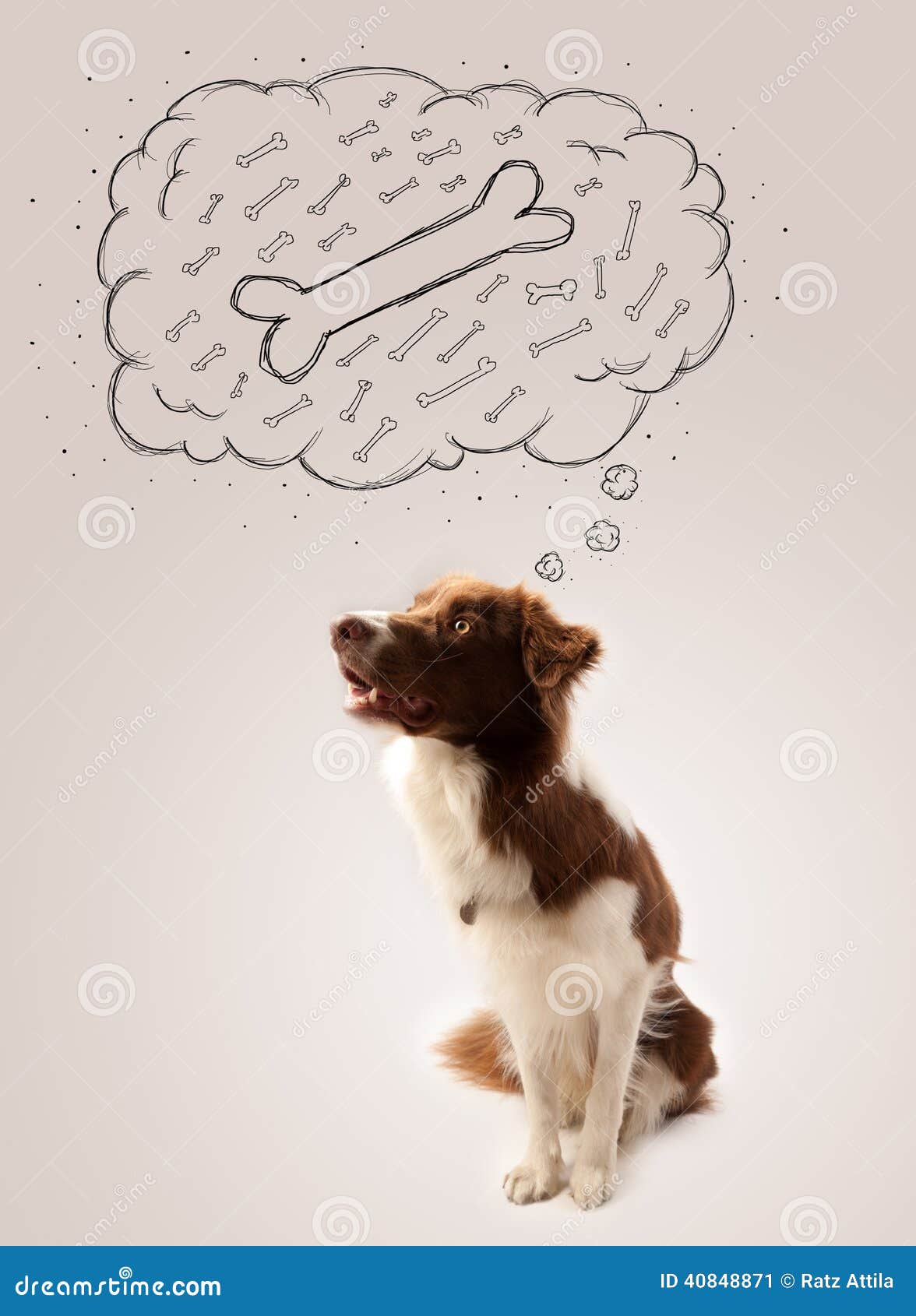 Border Collie with Thought Bubble Thinking about a Bone Stock ...