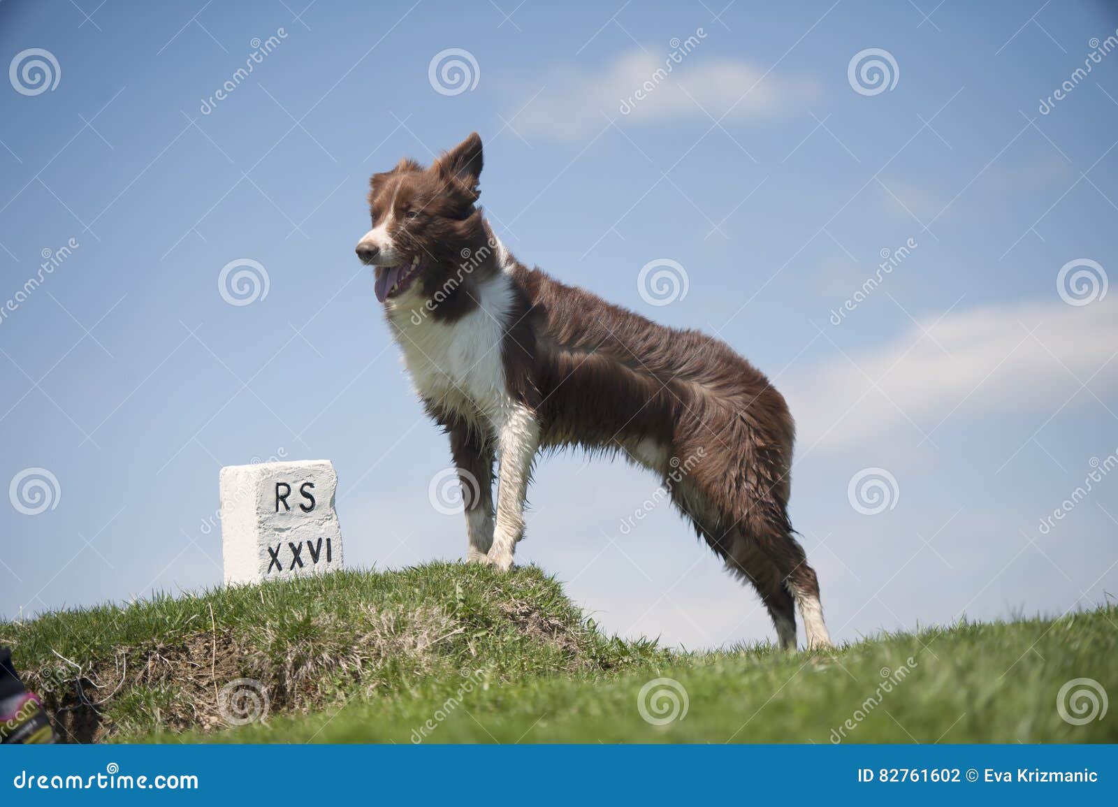 Border Collie on Top of the Hill Stock Photo - Image of loyalty, life ...