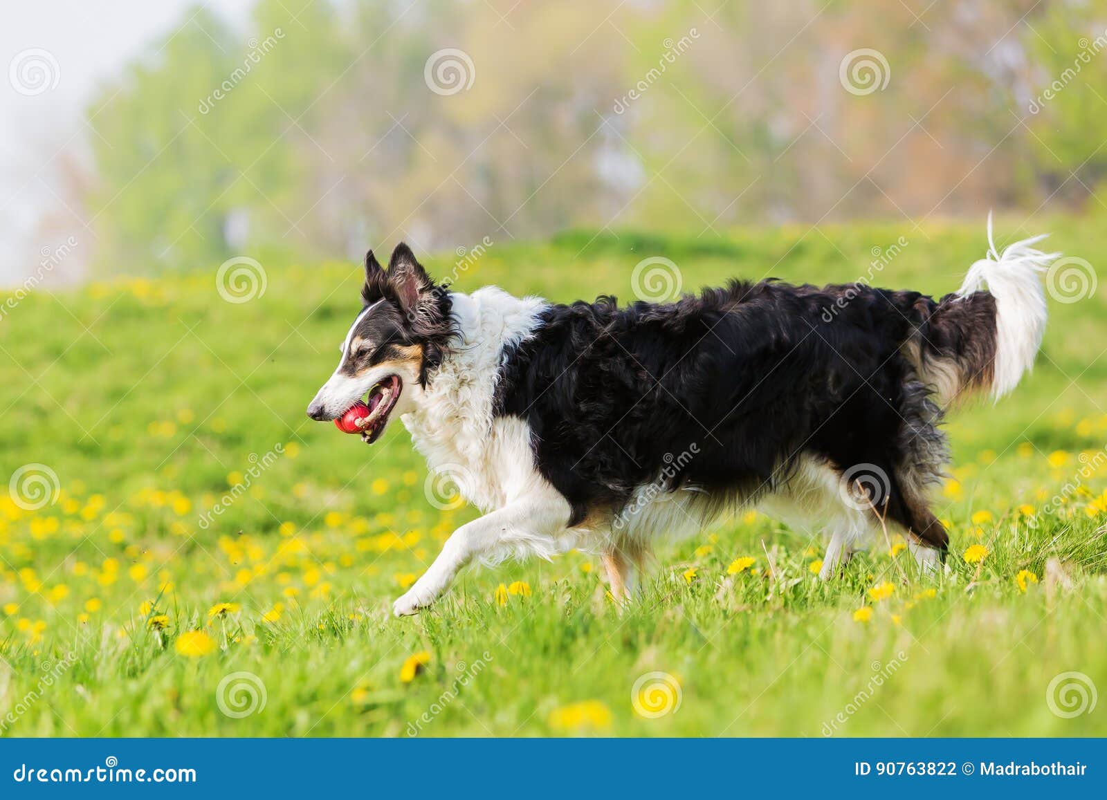 Border Collie with a Toy Walking in the Meadow Stock Photo - Image of ...