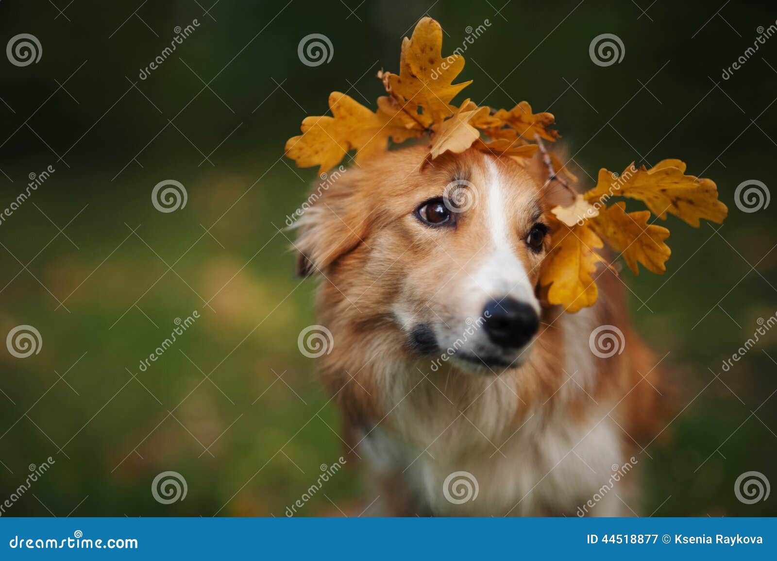 Border Collie Under Yellow Leaves in Autumn Stock Image - Image of ...