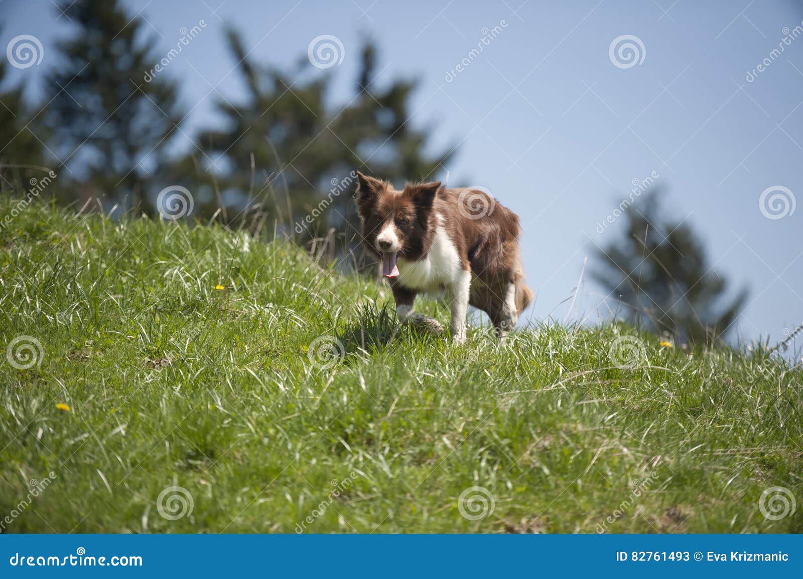 Border Collie walking stock image. Image of nature, healthy - 82761493
