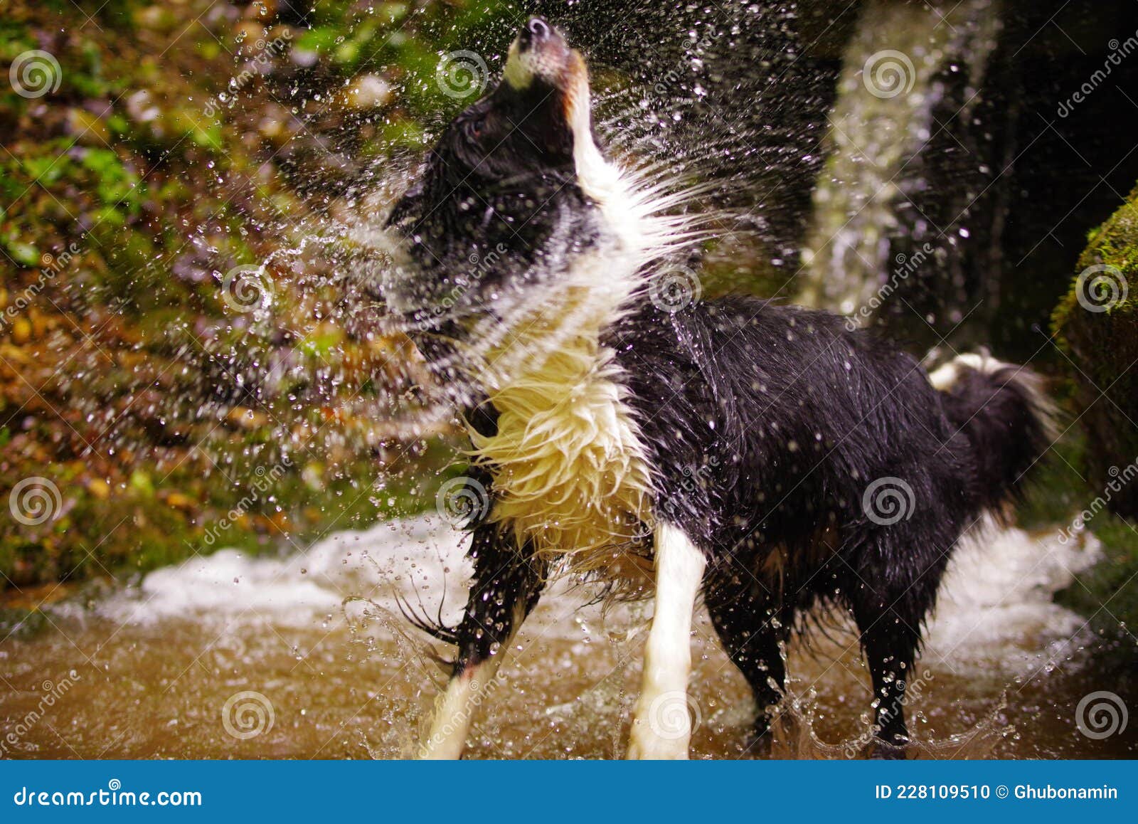 Border collie wet stock photo. Image of bathe, leisure - 228109510