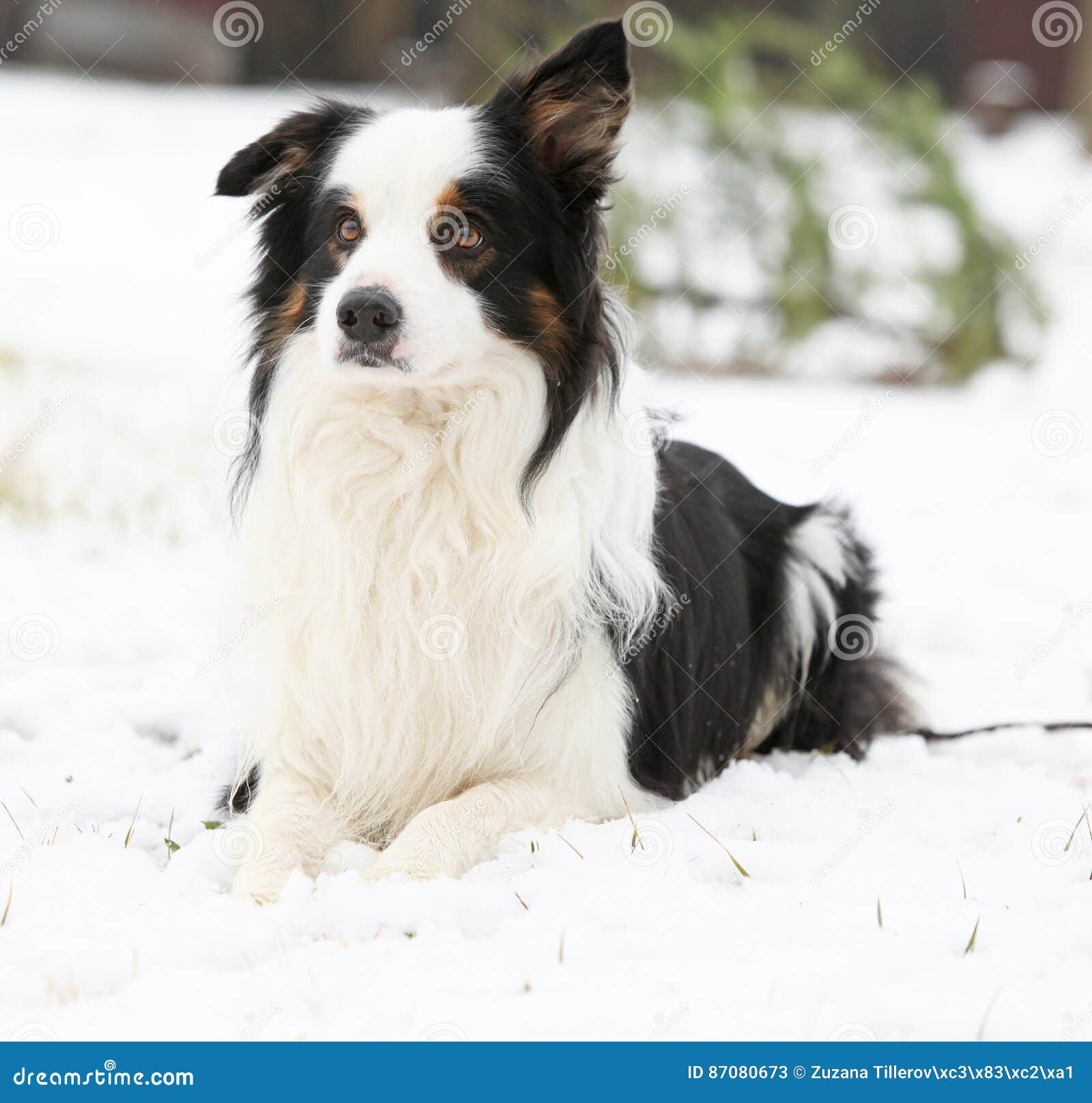 Border collie in winter stock image. Image of carnivore - 87080673