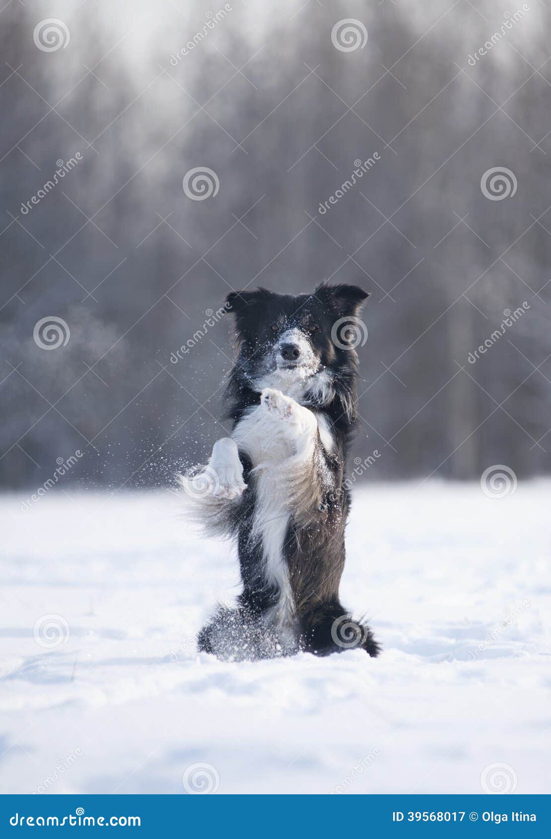 Border Collie on a Winter Walk Stock Image - Image of doggy, frozen ...