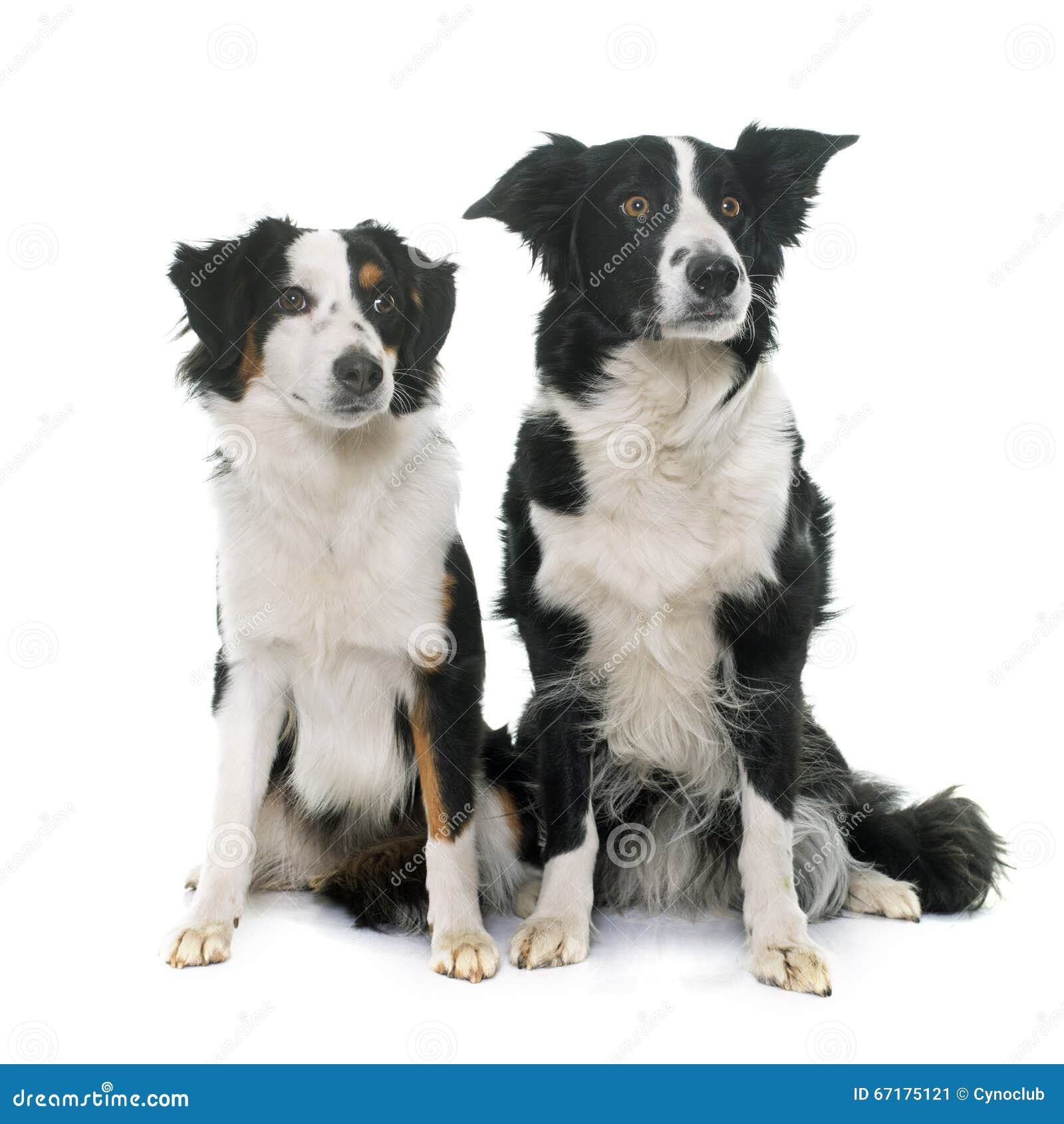 Cachorros De Border Collie Miniatura Border Collie Cachorros En Venta