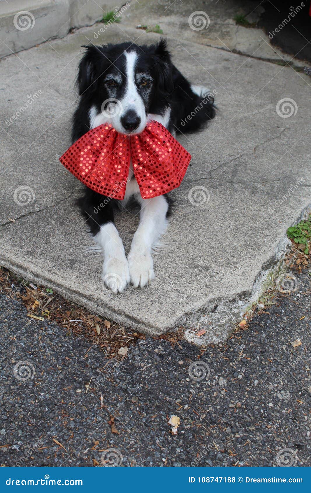 Border Collie Y Su Arco Rojo Foto de archivo - Imagen de retrato ...