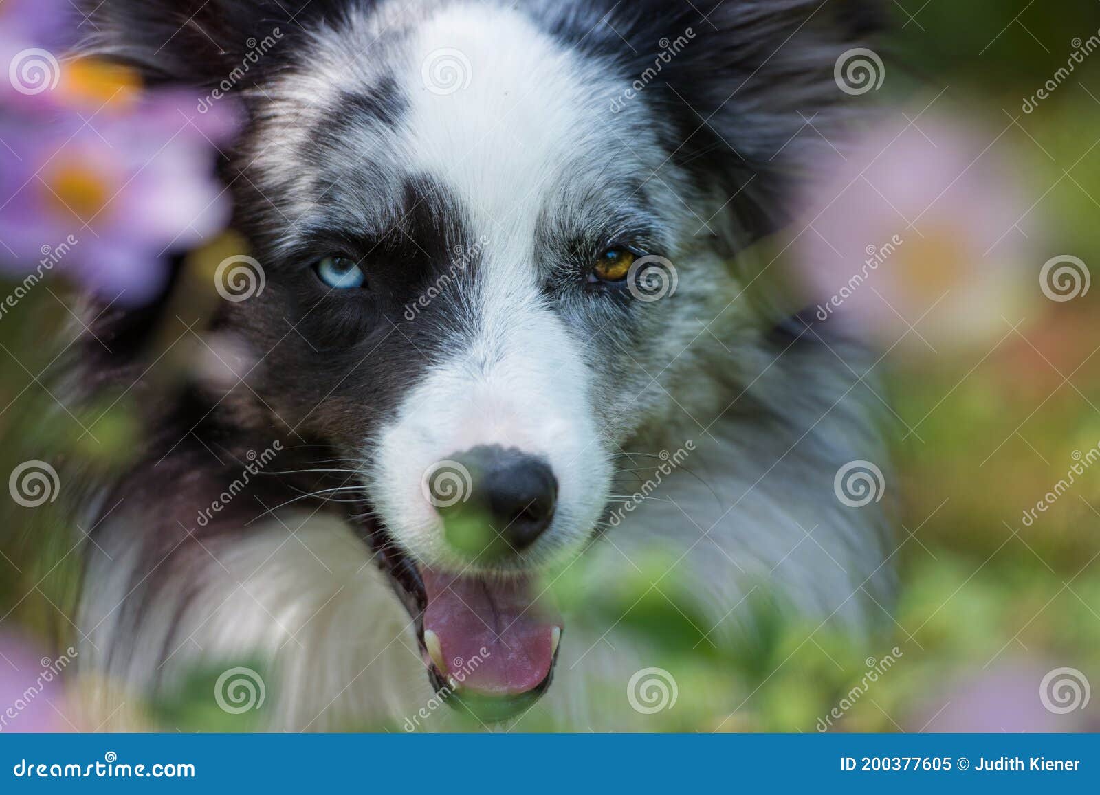 Portrait of a Border Collie between Pink Flowers Stock Image - Image of ...