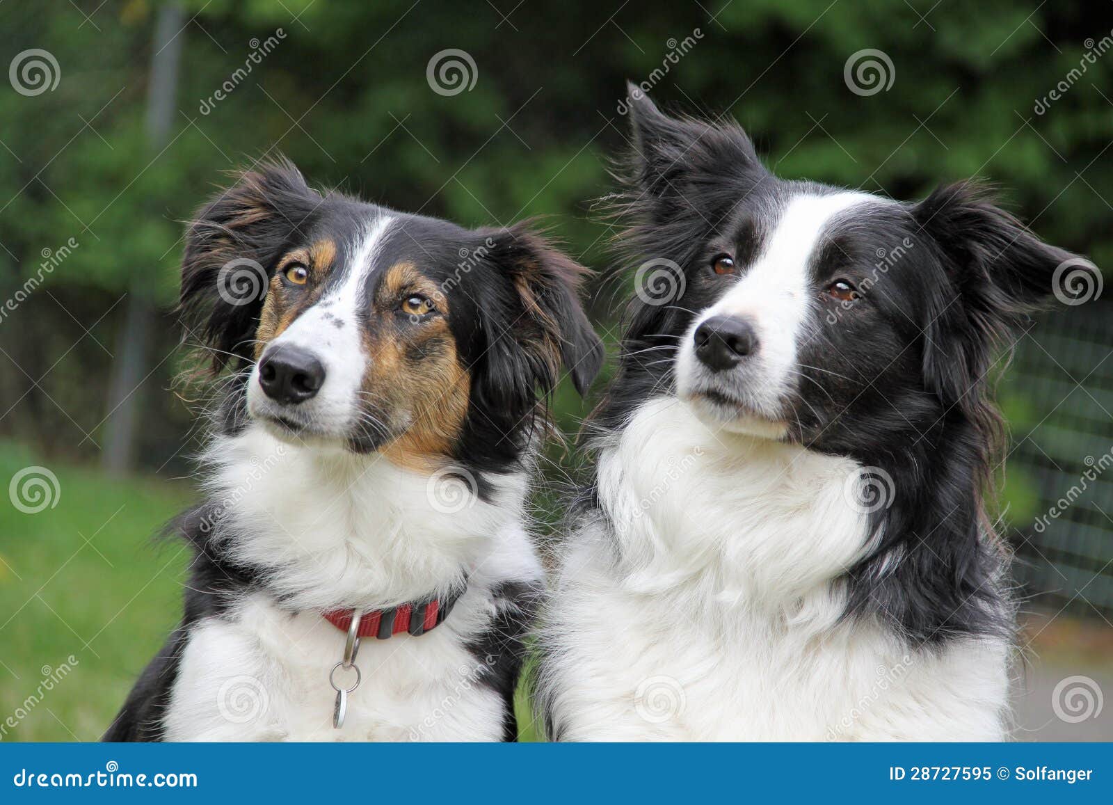 Border Collies Stock Photo | CartoonDealer.com #31383270