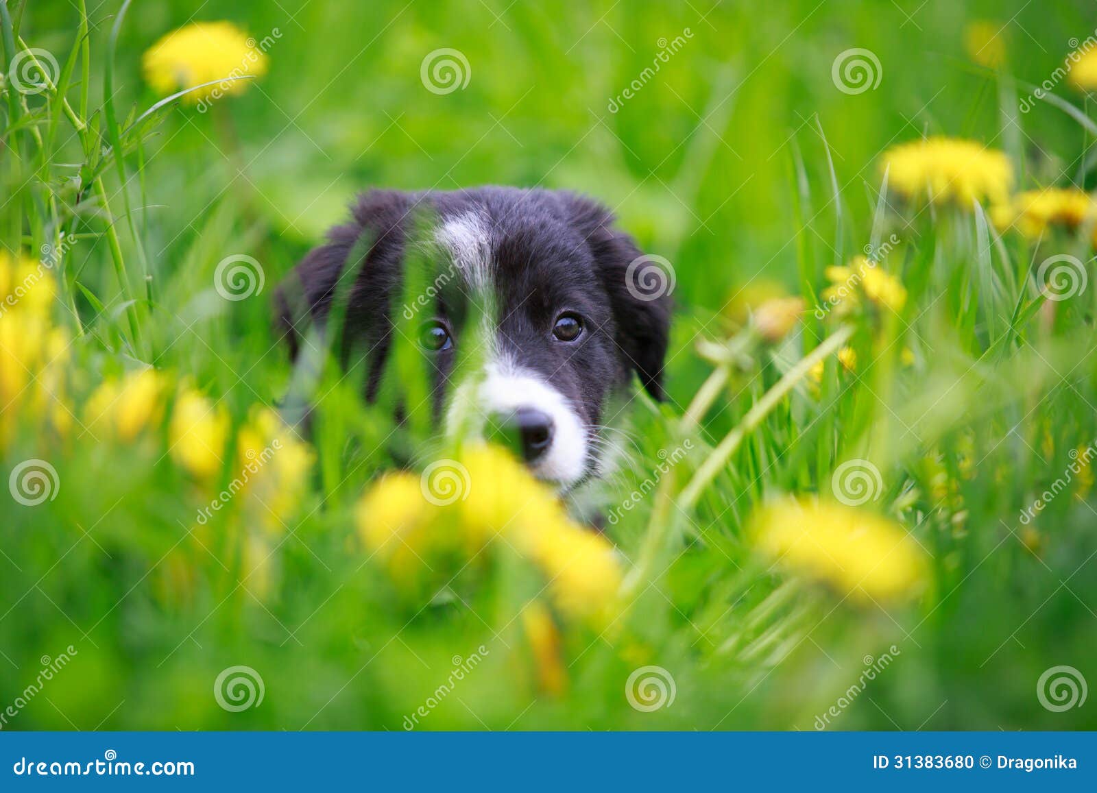 Border Collies stock photo. Image of plant, puppy, summer - 31383680