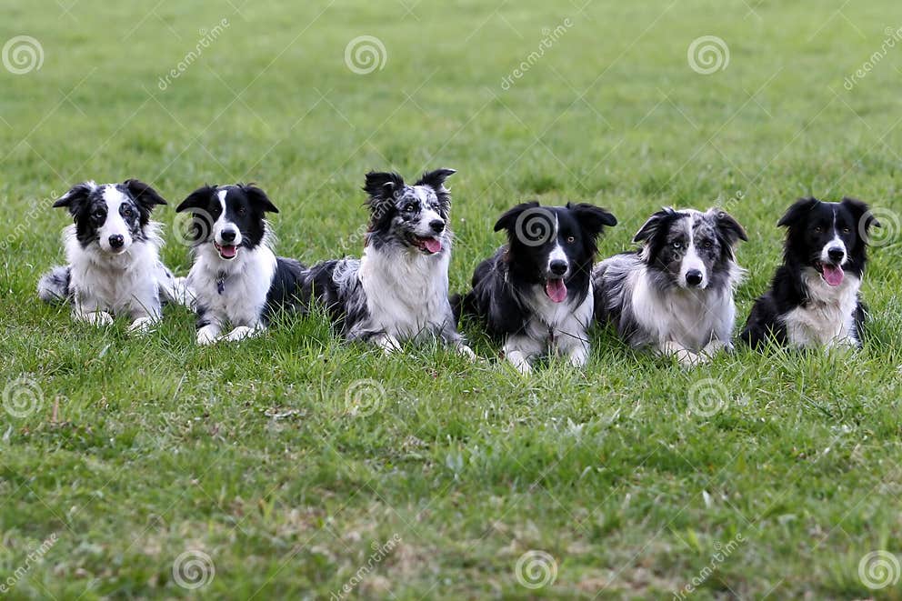 Border collies family stock image. Image of obedience - 4053335