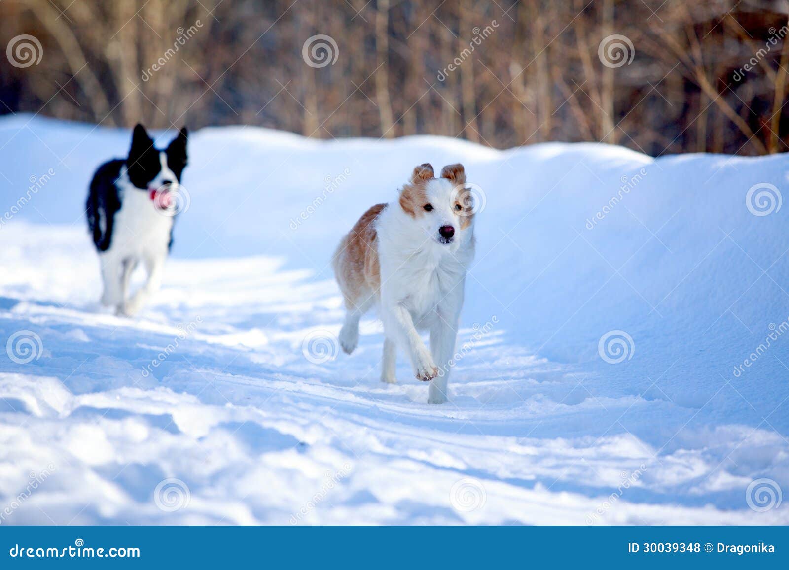Two Dog stock photo. Image of border, play, snow, animal - 30039348