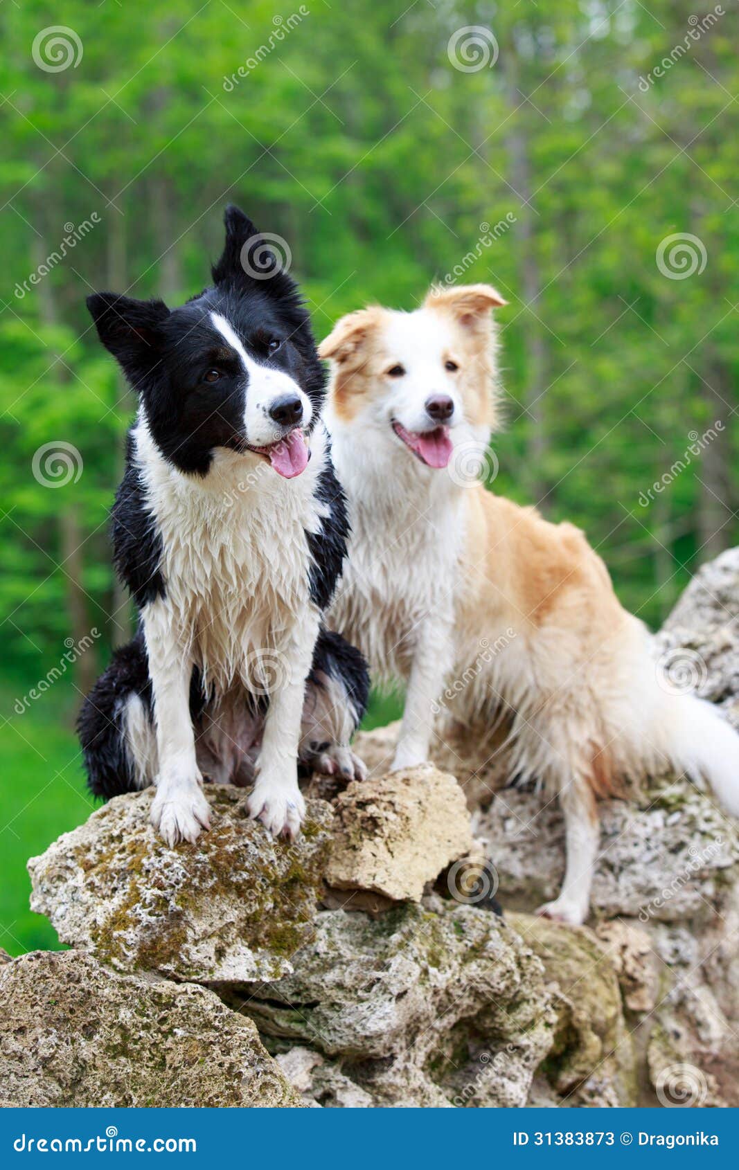 Border Collies stock image. Image of nature, together - 31383873