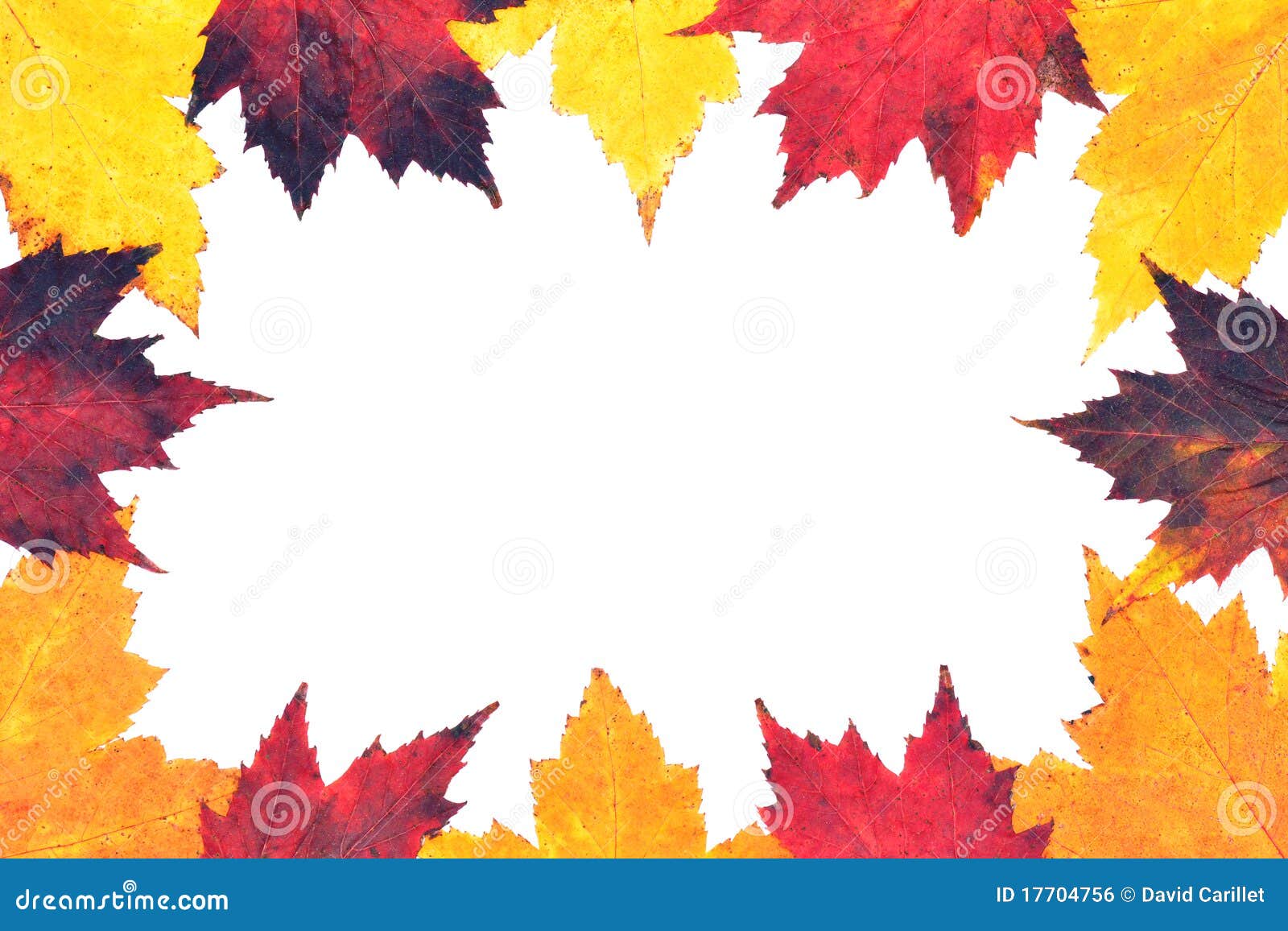 Border of Colored Autumn Maple Leaves Stock Photo - Image of seasonal ...