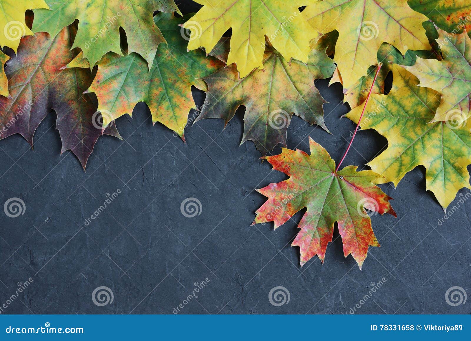 Border of Colorful Autumn Maple Leaves Stock Photo - Image of backdrop ...