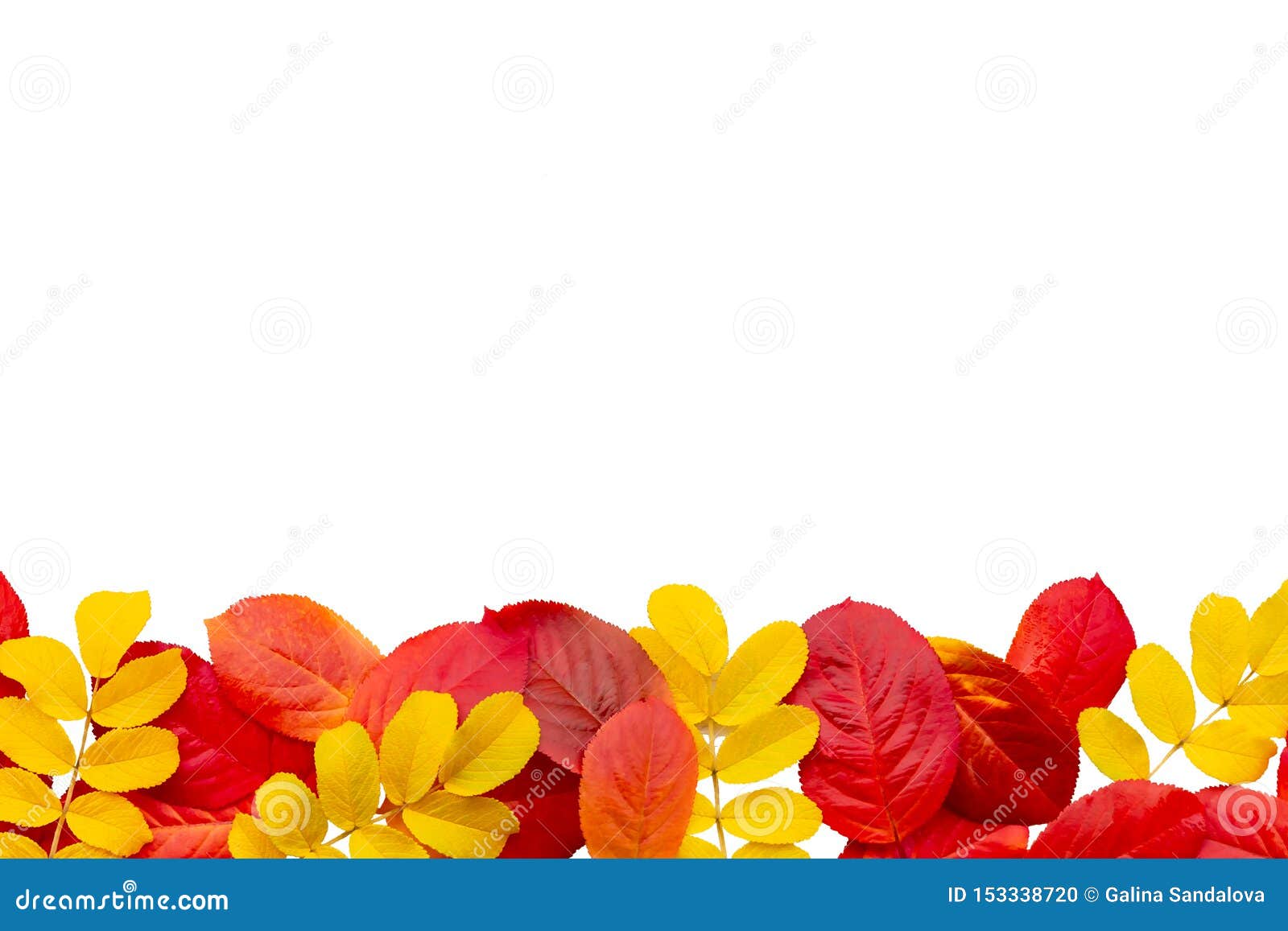 Border of Colorful Autumn Maple Leaves Isolated on White Background ...