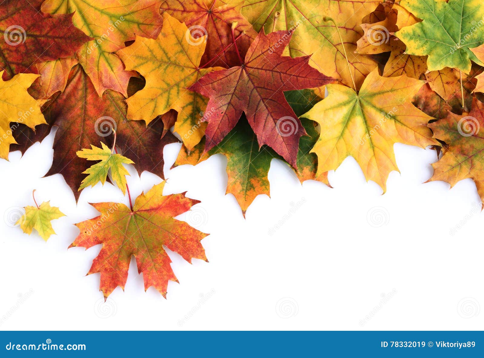Border of Colorful Autumn Maple Leaves Stock Image - Image of bright ...